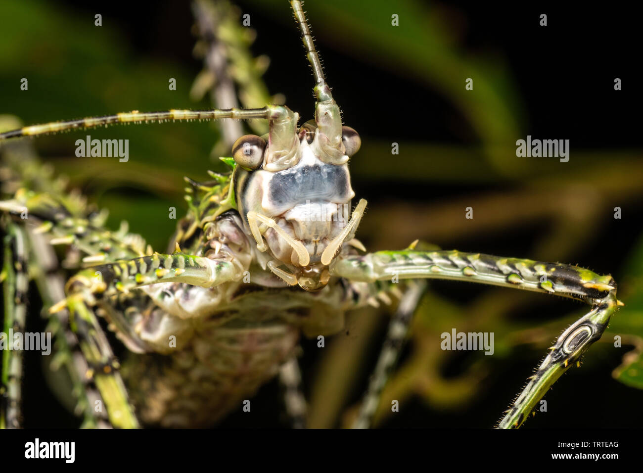 Green camouflaged spiny katydid (Phricta spinosa) in tropical ...