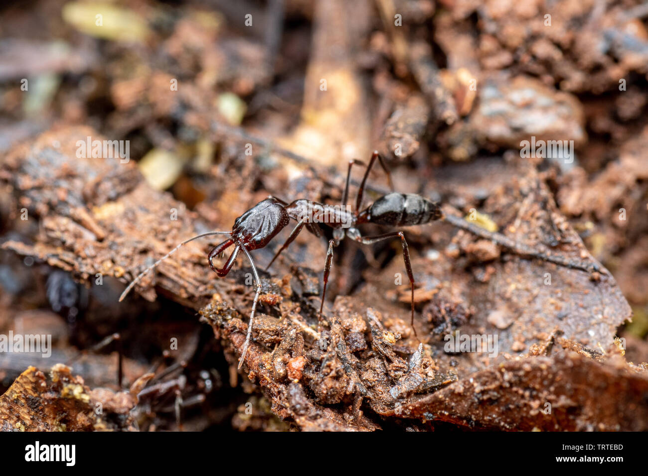 Odontomachus trap jaw ant in tropical rainforest, Queensland, Australia ...