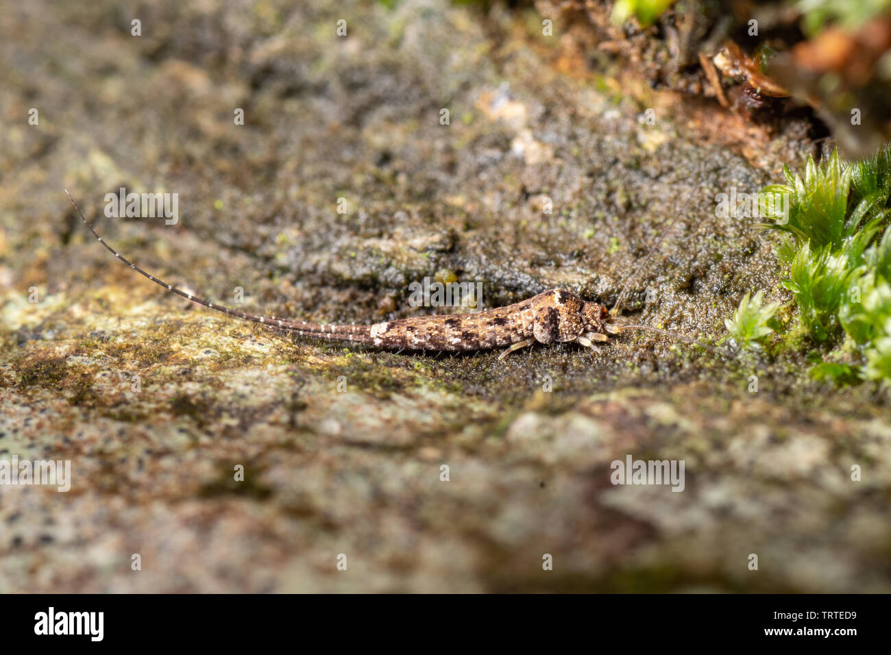 Archaeognatha hi-res stock photography and images - Alamy