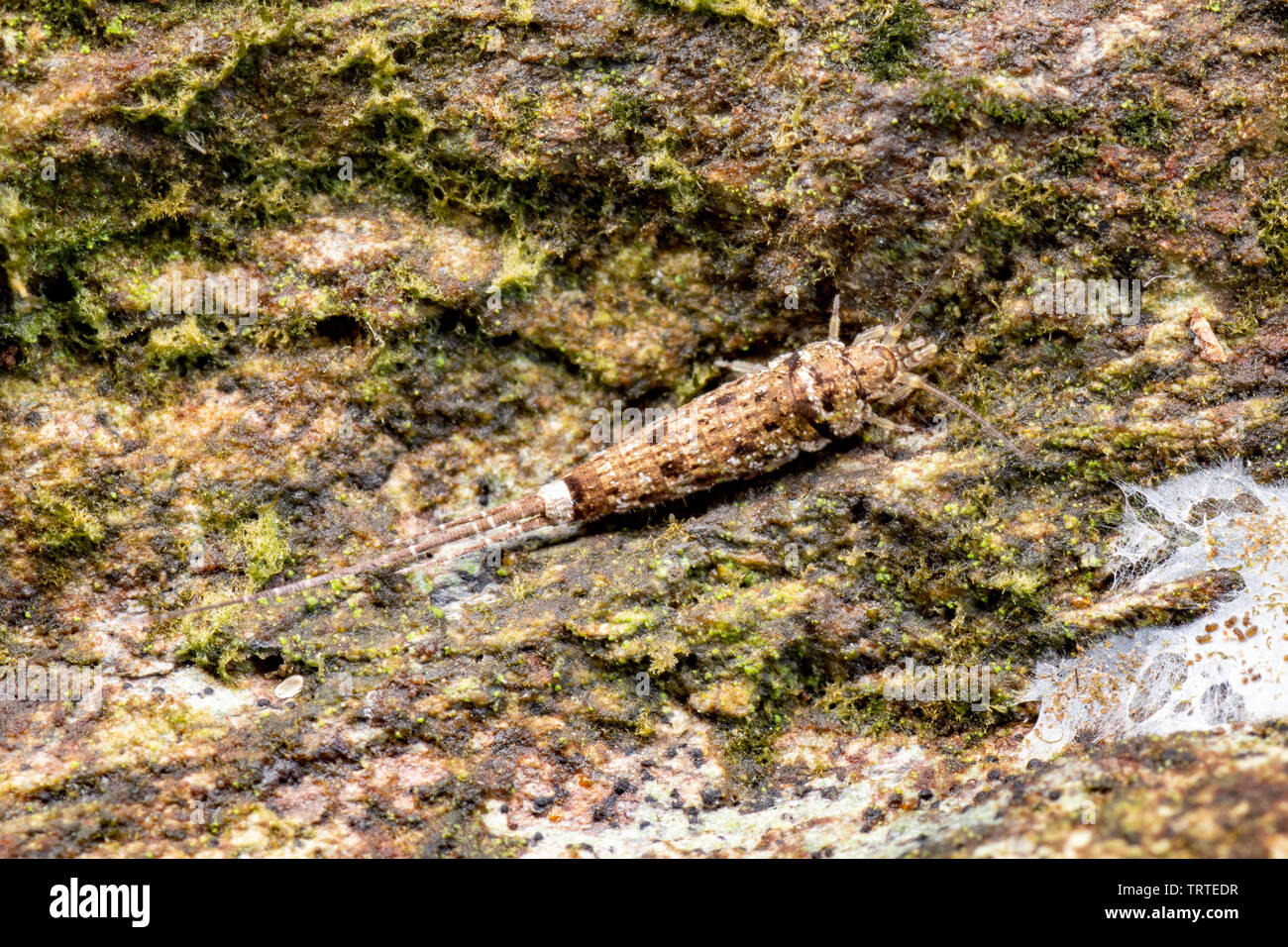 Archaeognatha hi-res stock photography and images - Alamy