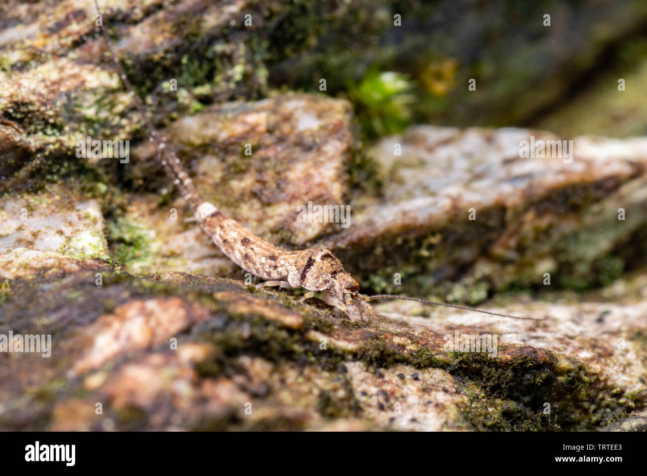 Jumping bristletail hi-res stock photography and images - Alamy