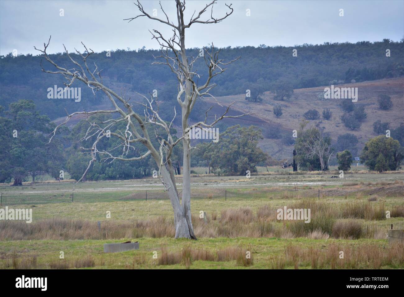 Barren tree in hi-res stock photography and images - Alamy