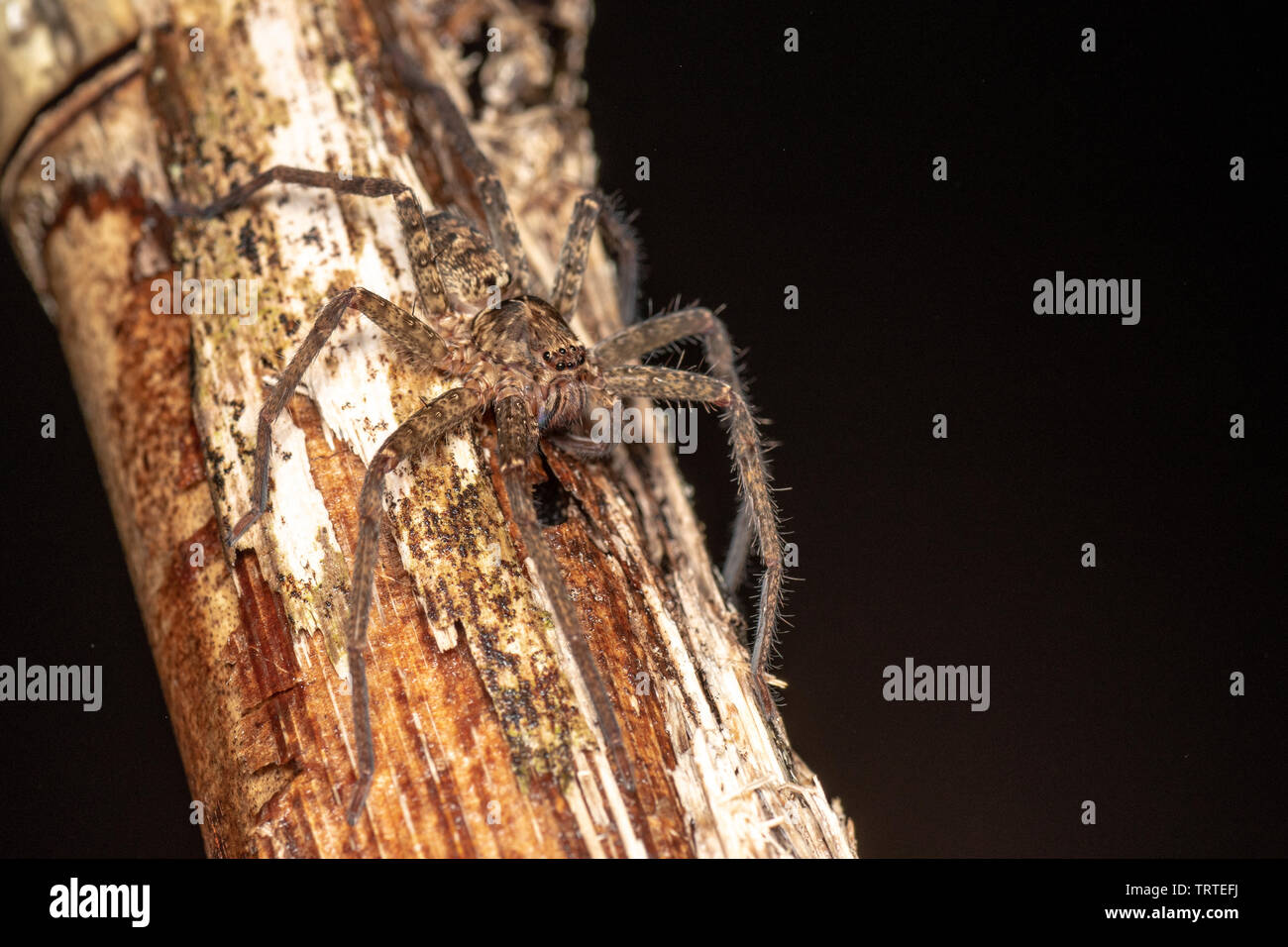 Macro of large Australian huntsman spider, spassaridae, in tropical ...