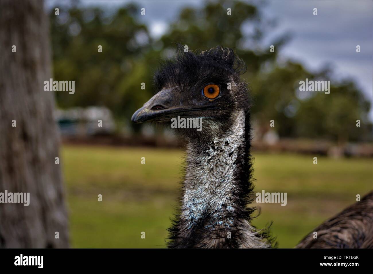 Emu local hi-res stock photography and images - Alamy