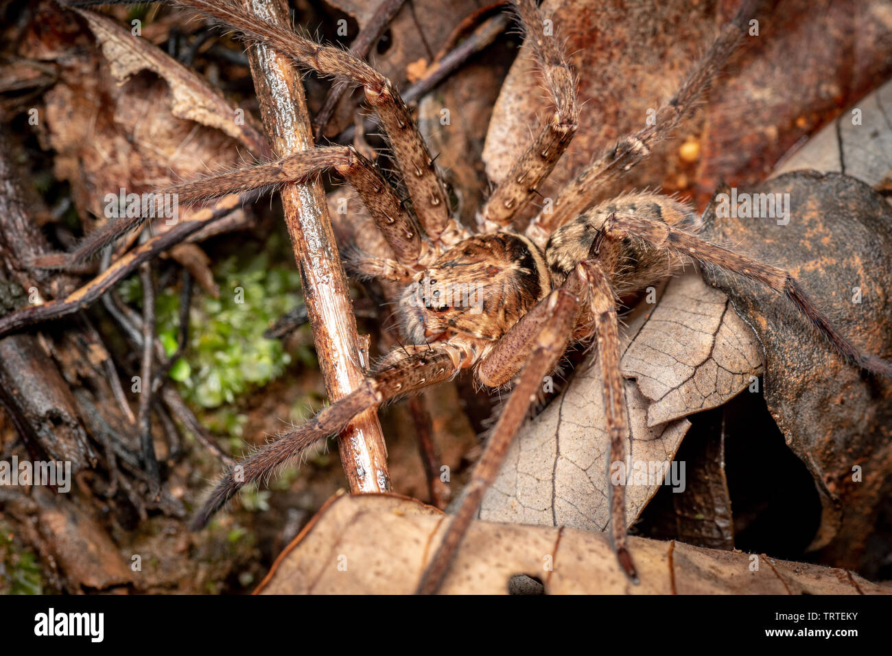 Macro of large Australian huntsman spider, spassaridae, in tropical ...