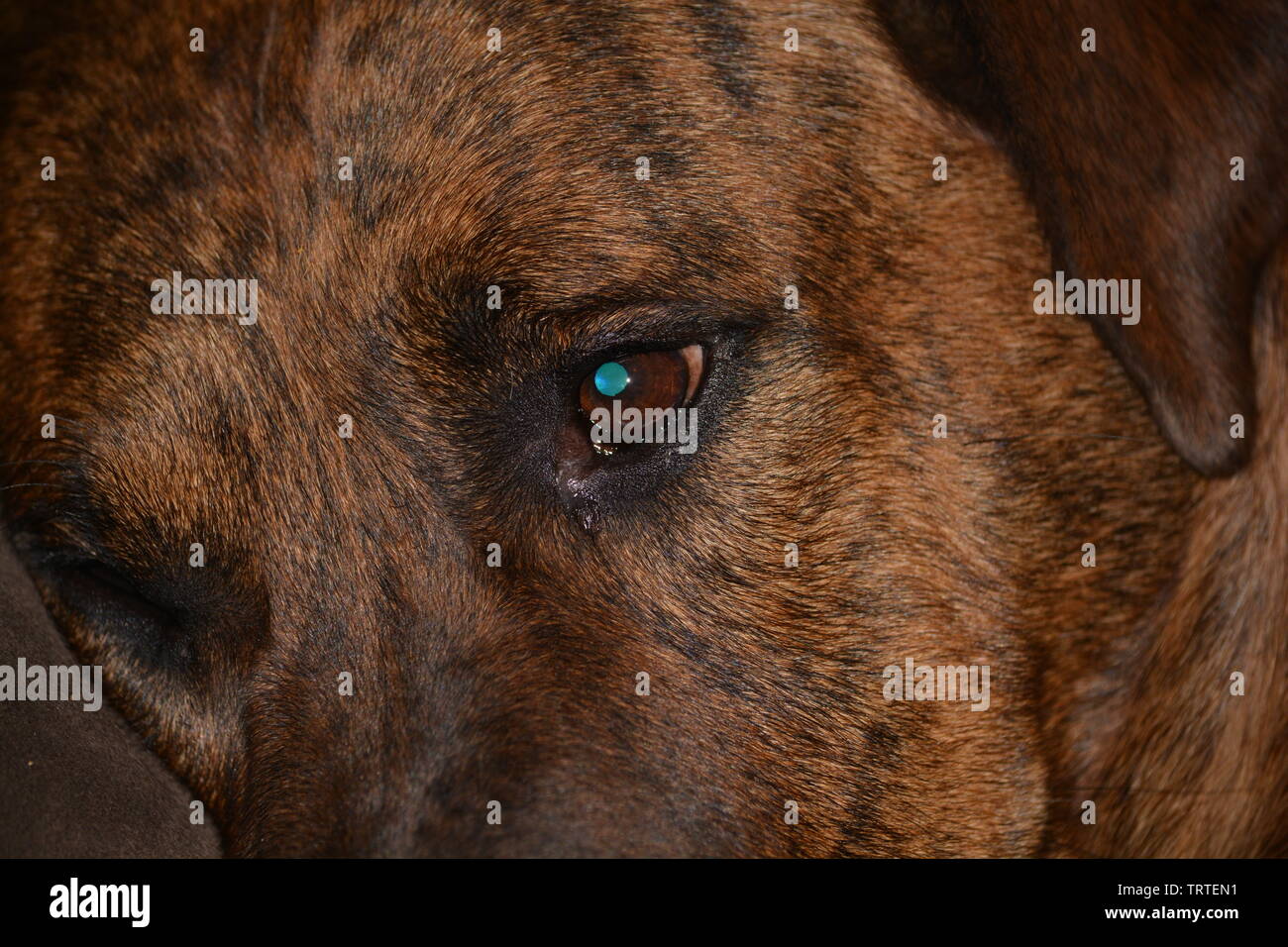 Brindle dog hi-res stock photography and images - Alamy