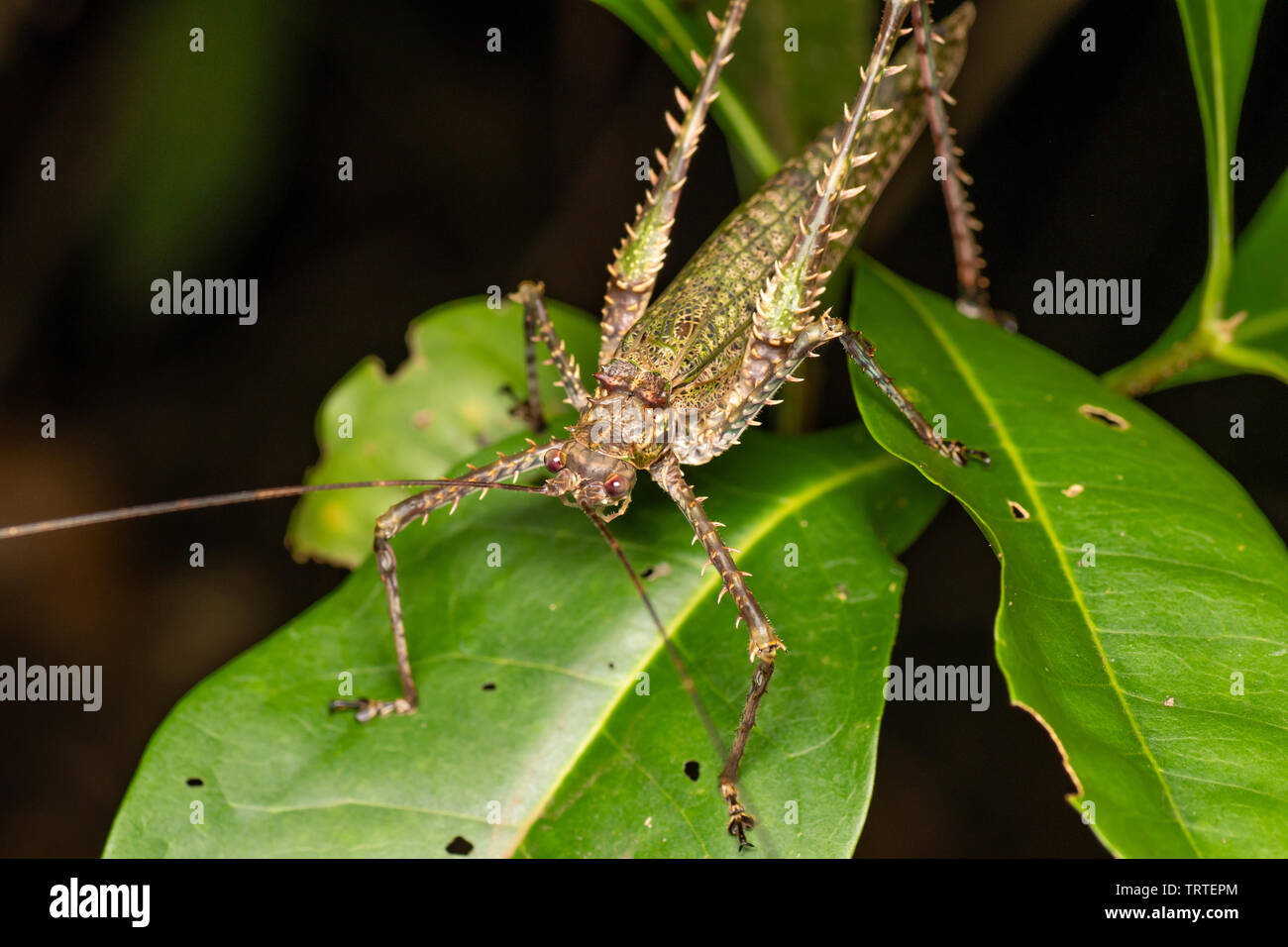 Spiny legs hi-res stock photography and images - Alamy