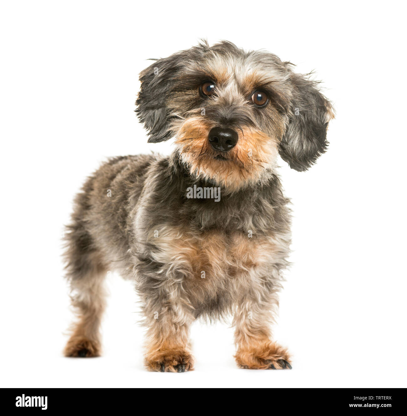 Dachshund, Sausage dog in front of white background Stock Photo - Alamy