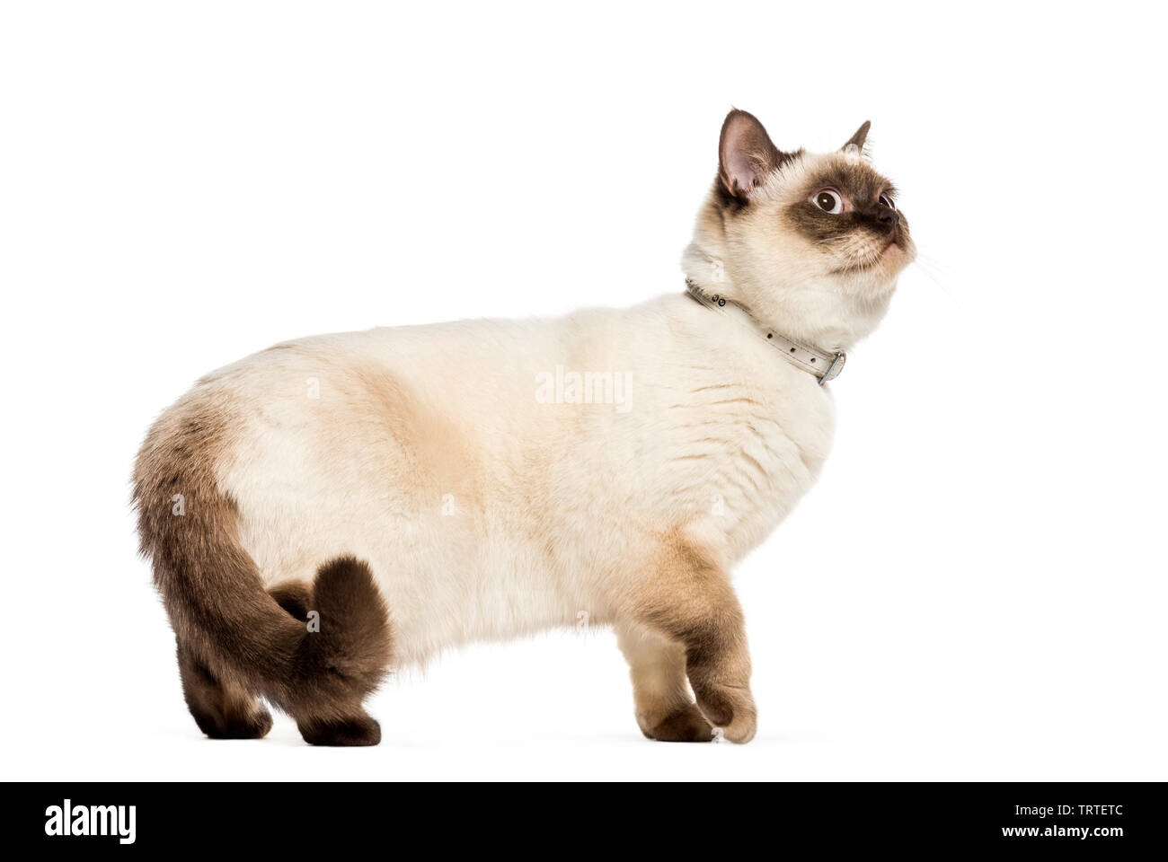 Crossed cat in front of white background Stock Photo - Alamy