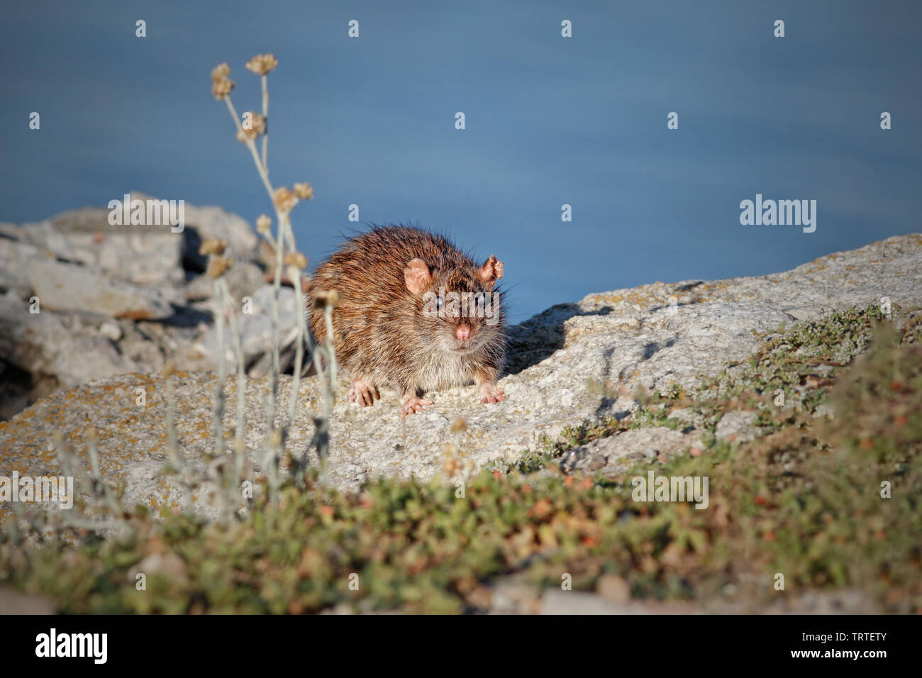 White rat looking at camera hi-res stock photography and images - Alamy