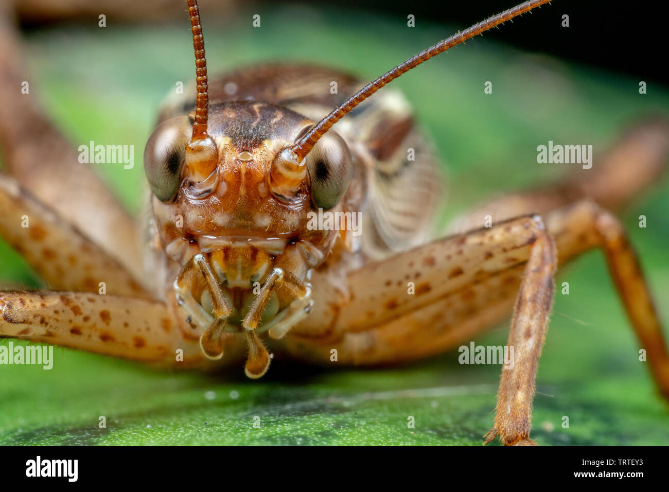 Common tree cricket hi-res stock photography and images - Alamy