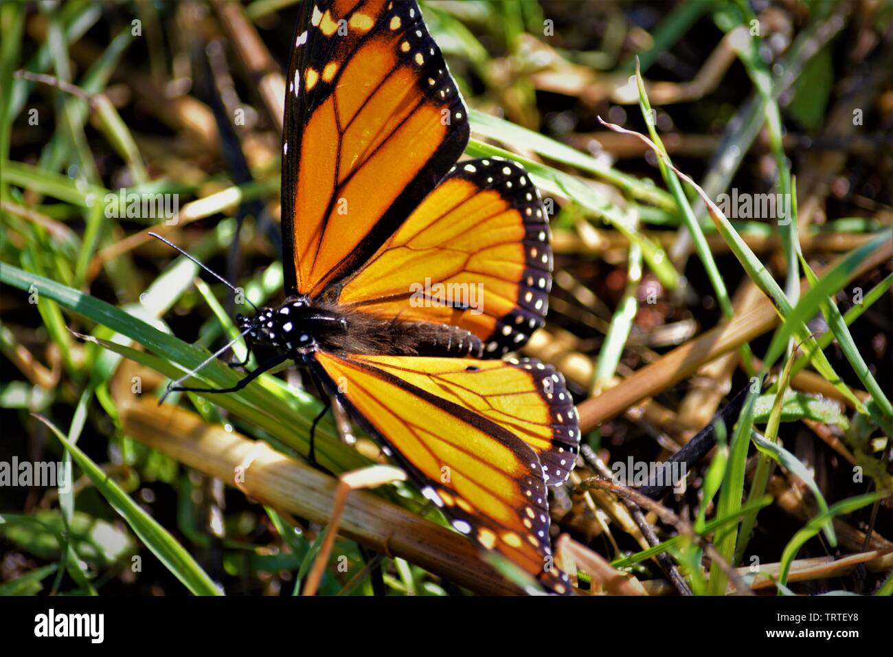 Monarch Butterfly up close Stock Photo - Alamy