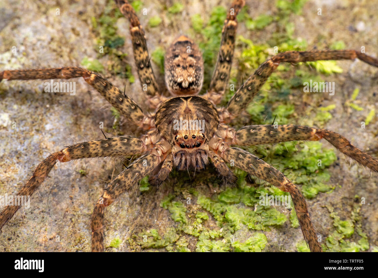Huntsman spider on rock with moss and lichen Stock Photo - Alamy