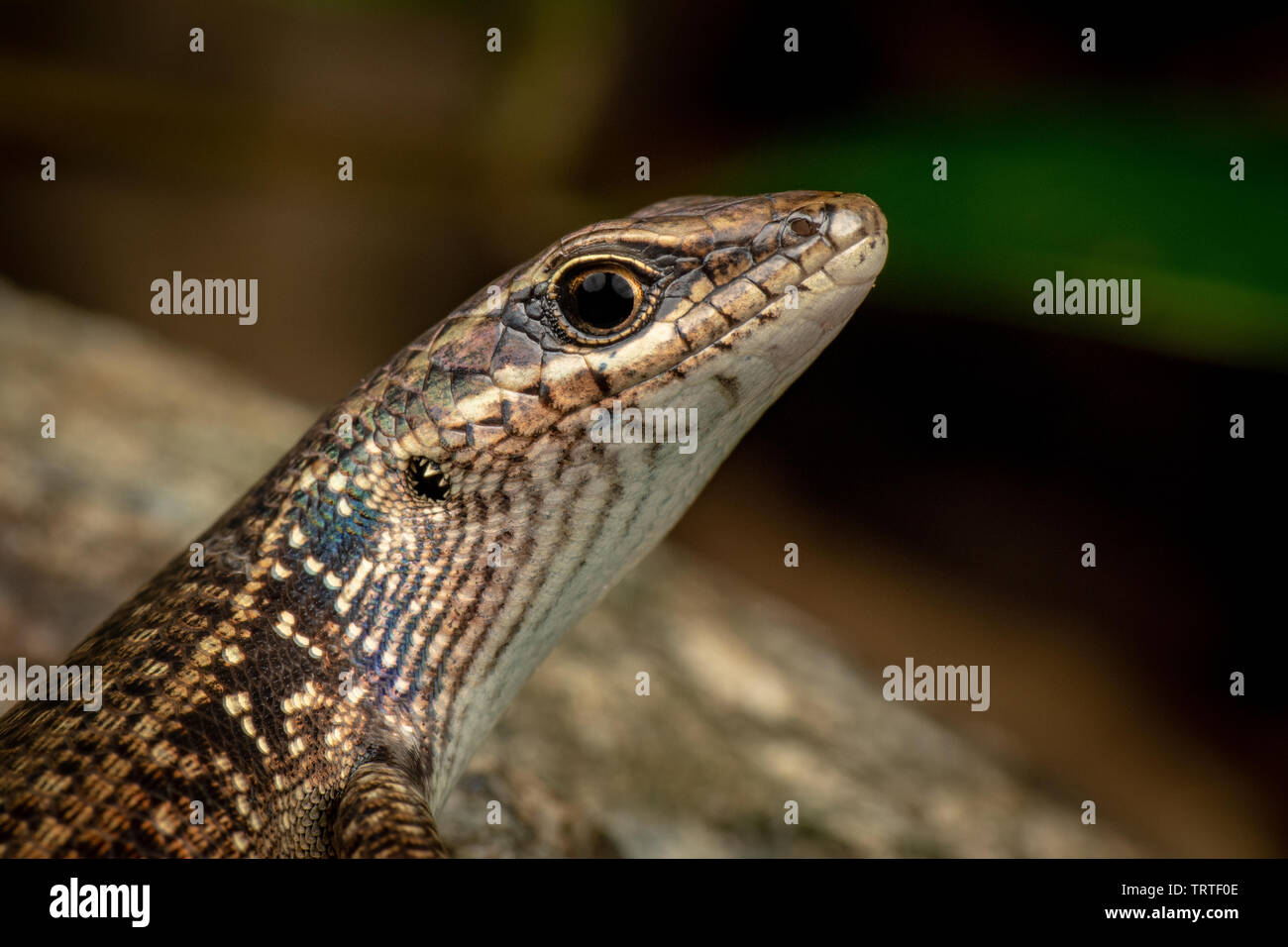 Rainbow skink, Carlia rubrigulosa, Queensland, Australia Stock Photo ...