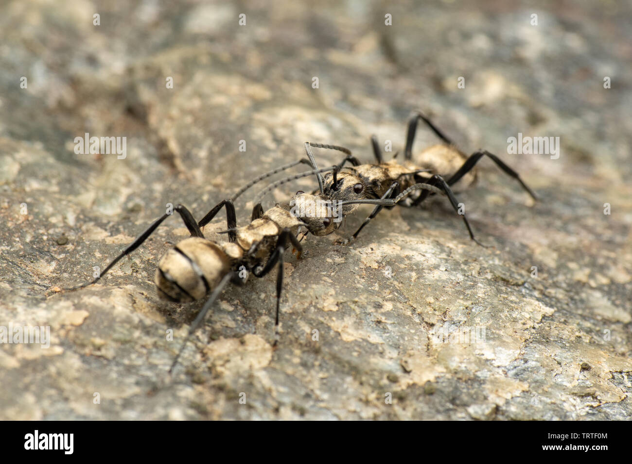 Polyrachis sp. spiny ants fighting Stock Photo - Alamy