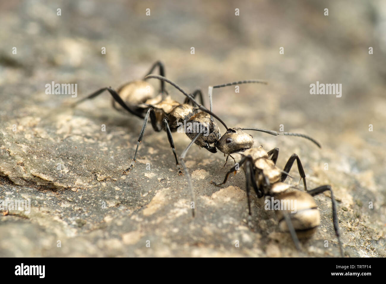 Polyrachis sp. spiny ants fighting Stock Photo - Alamy