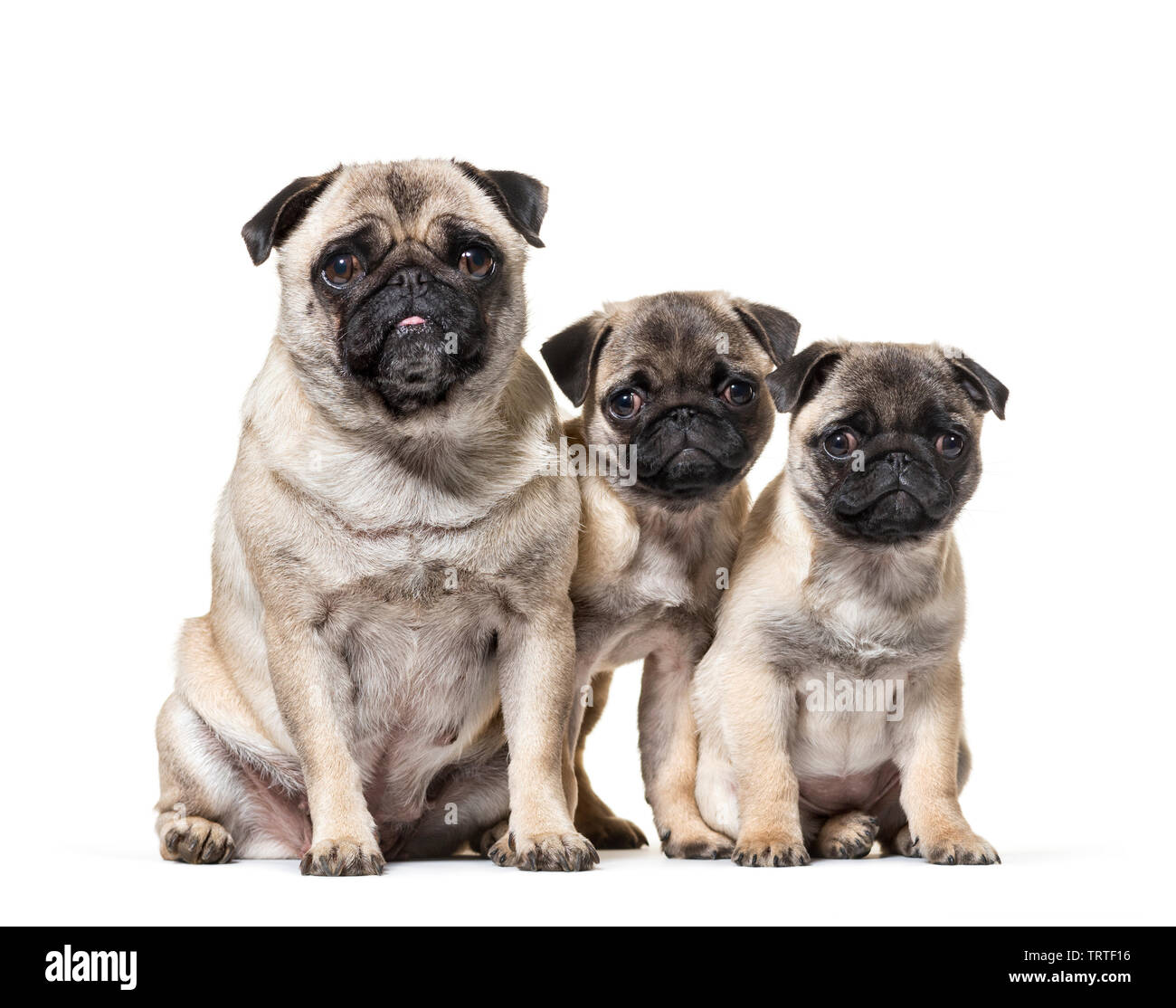 mother Pug and her puppies sitting against white background Stock Photo ...
