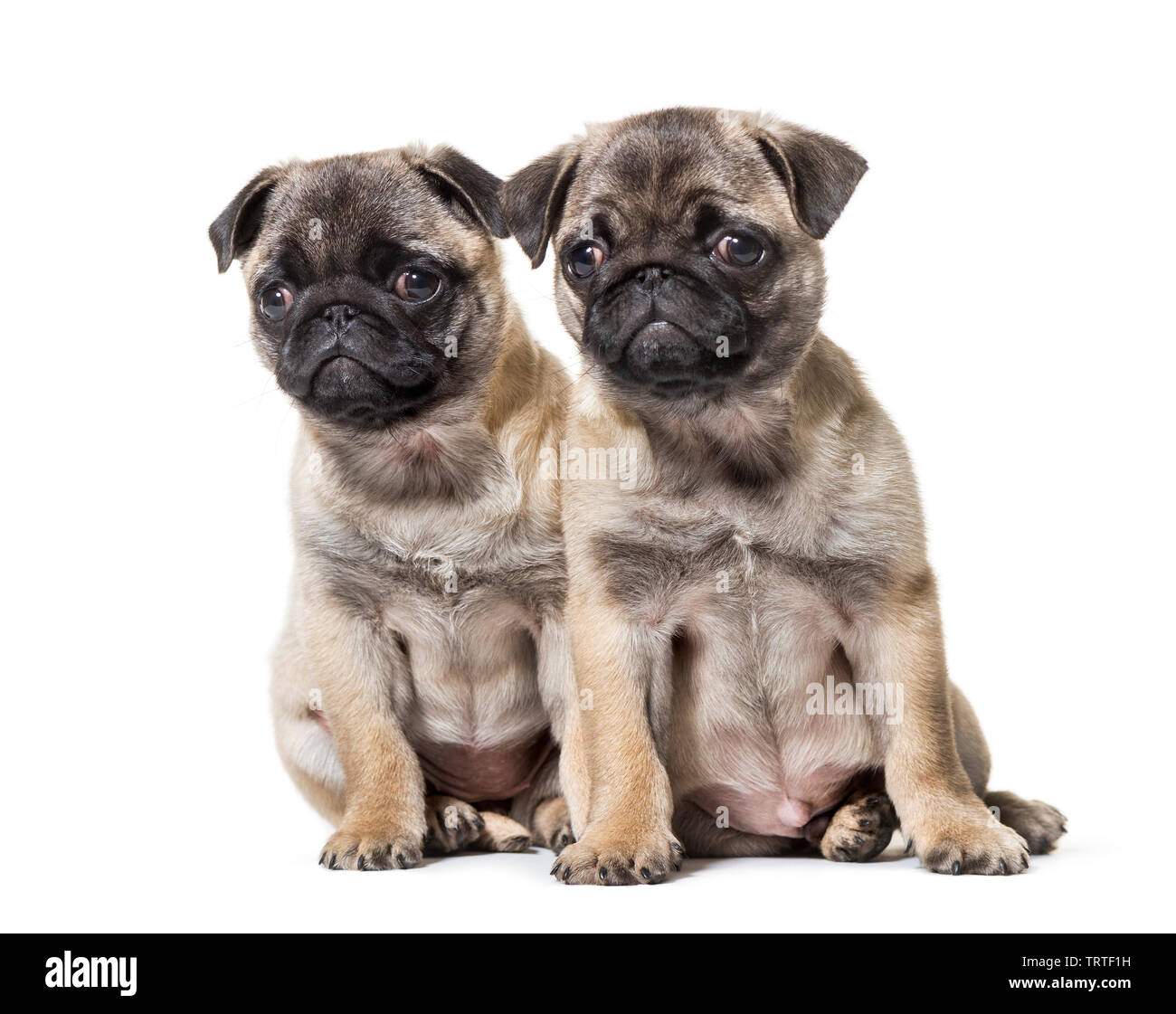 Pug Puppy sitting against white background Stock Photo - Alamy