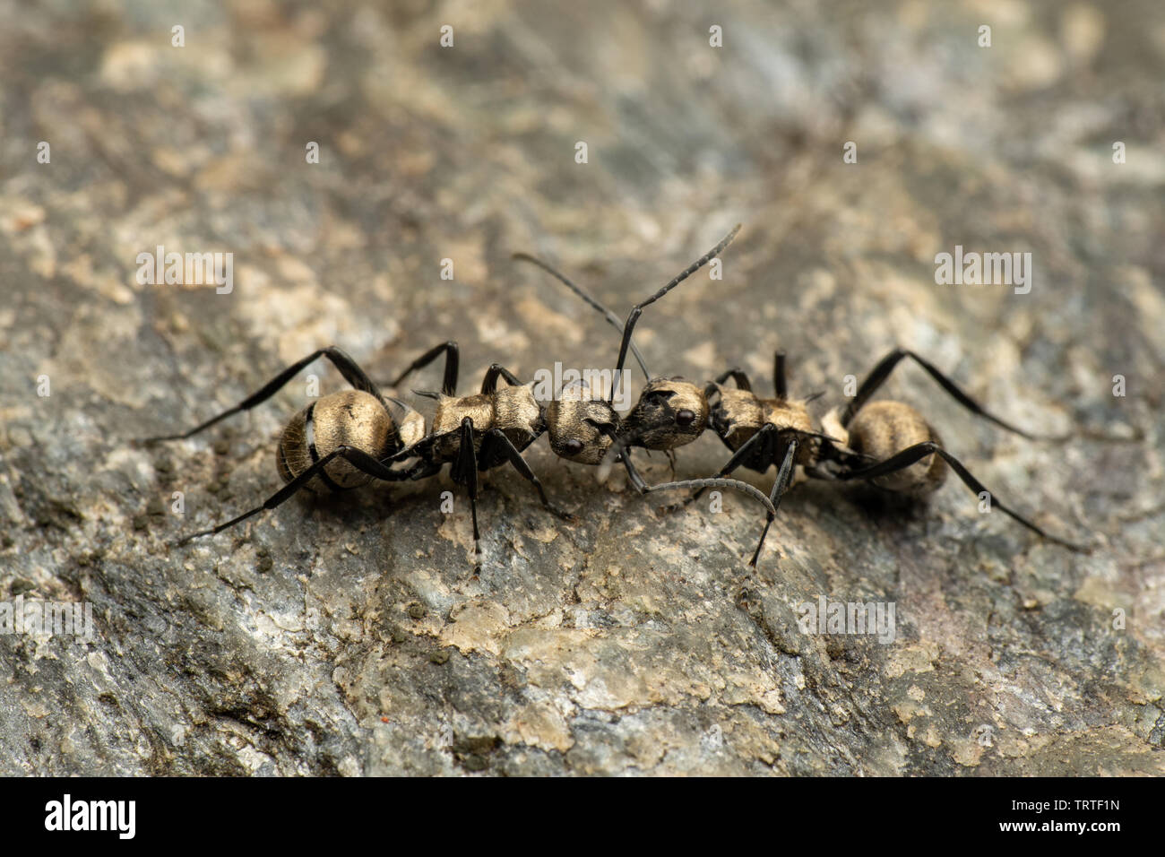 Spiny ants hi-res stock photography and images - Alamy