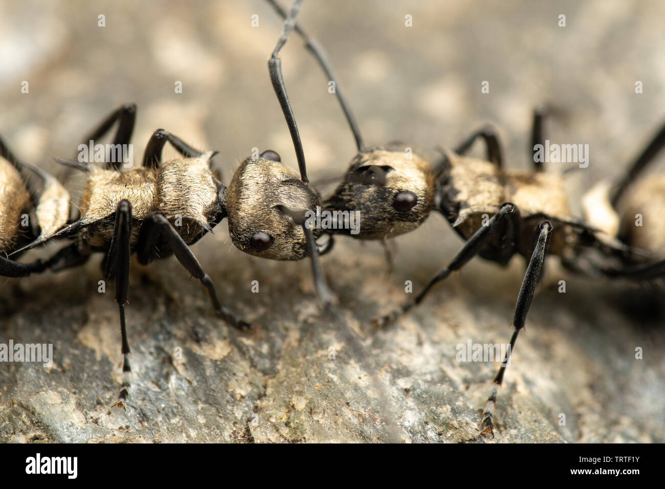 Polyrachis sp. spiny ants fighting Stock Photo - Alamy
