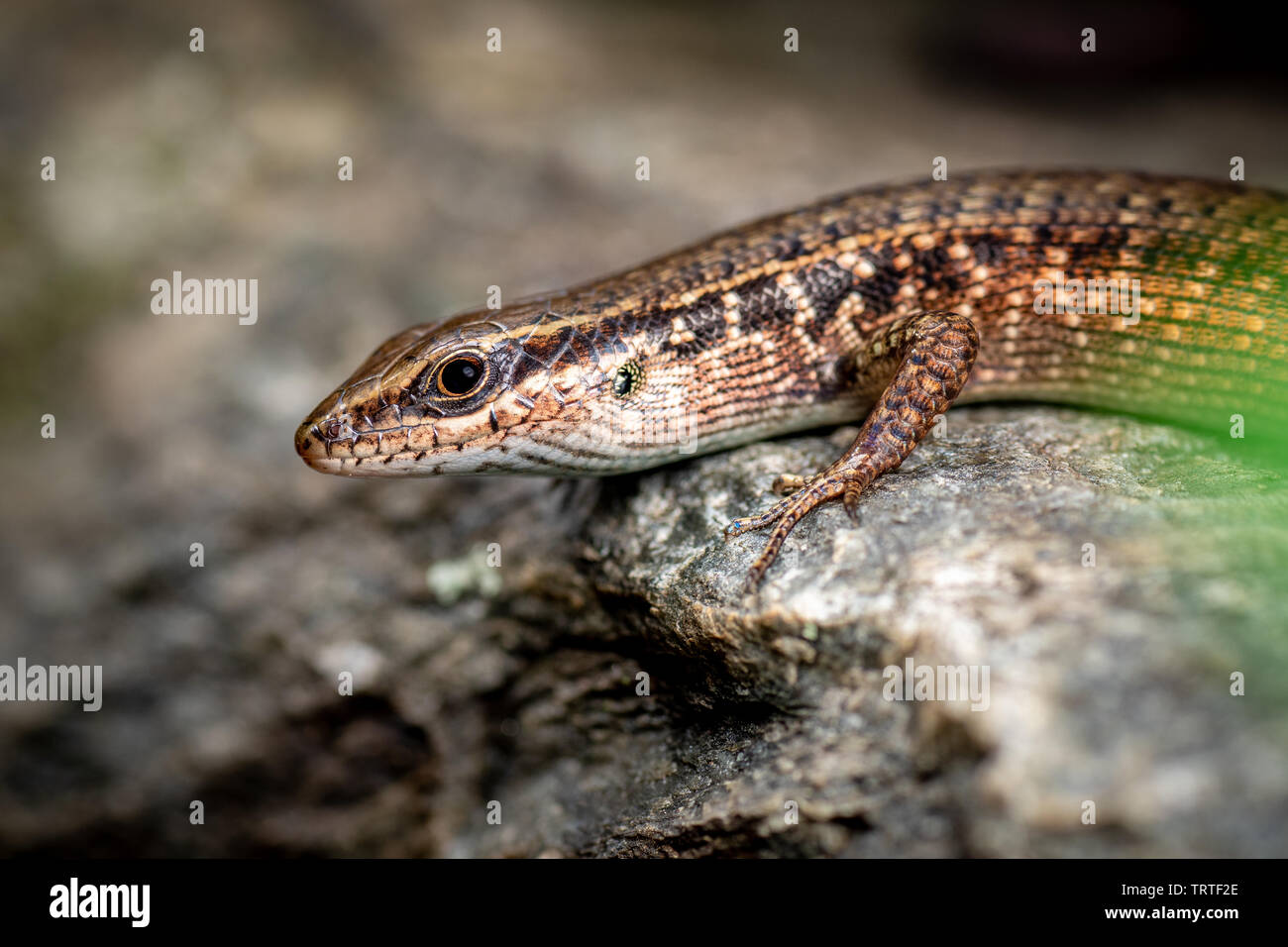 Rainbow skink hi-res stock photography and images - Alamy