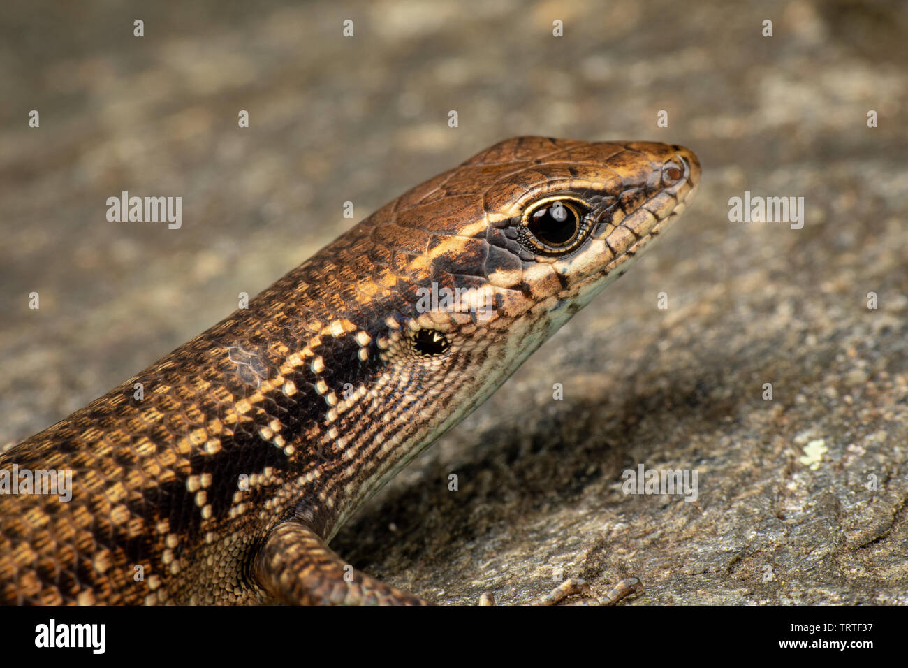 Rainbow skink hi-res stock photography and images - Alamy