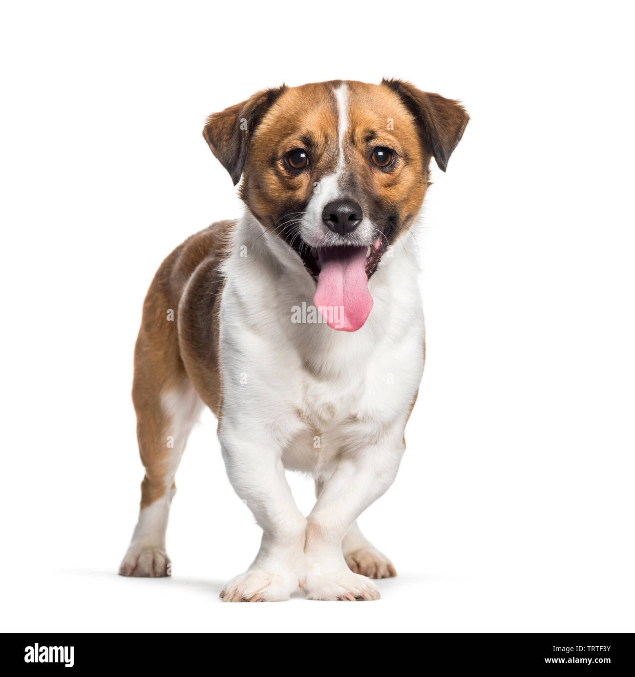 Panting Mixed-breed dog standing against white background Stock Photo ...