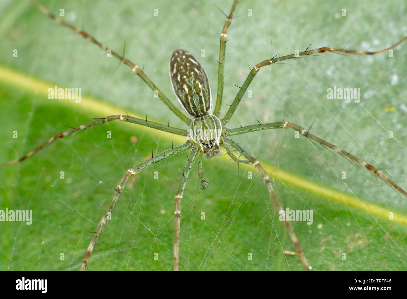 Hygropoda lineata, the northern lined fishing spider, on a leaf in ...