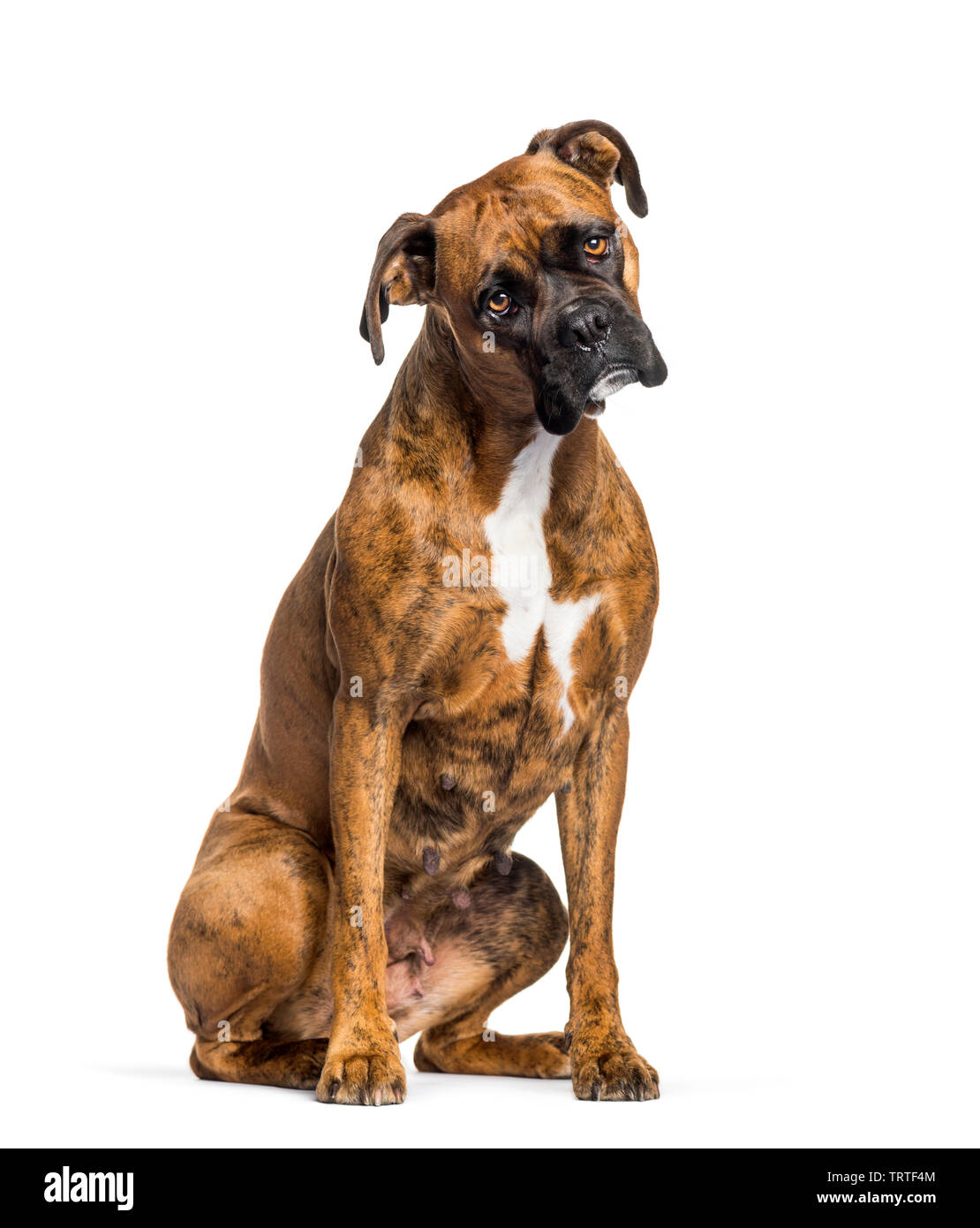 boxer sitting against white background Stock Photo - Alamy