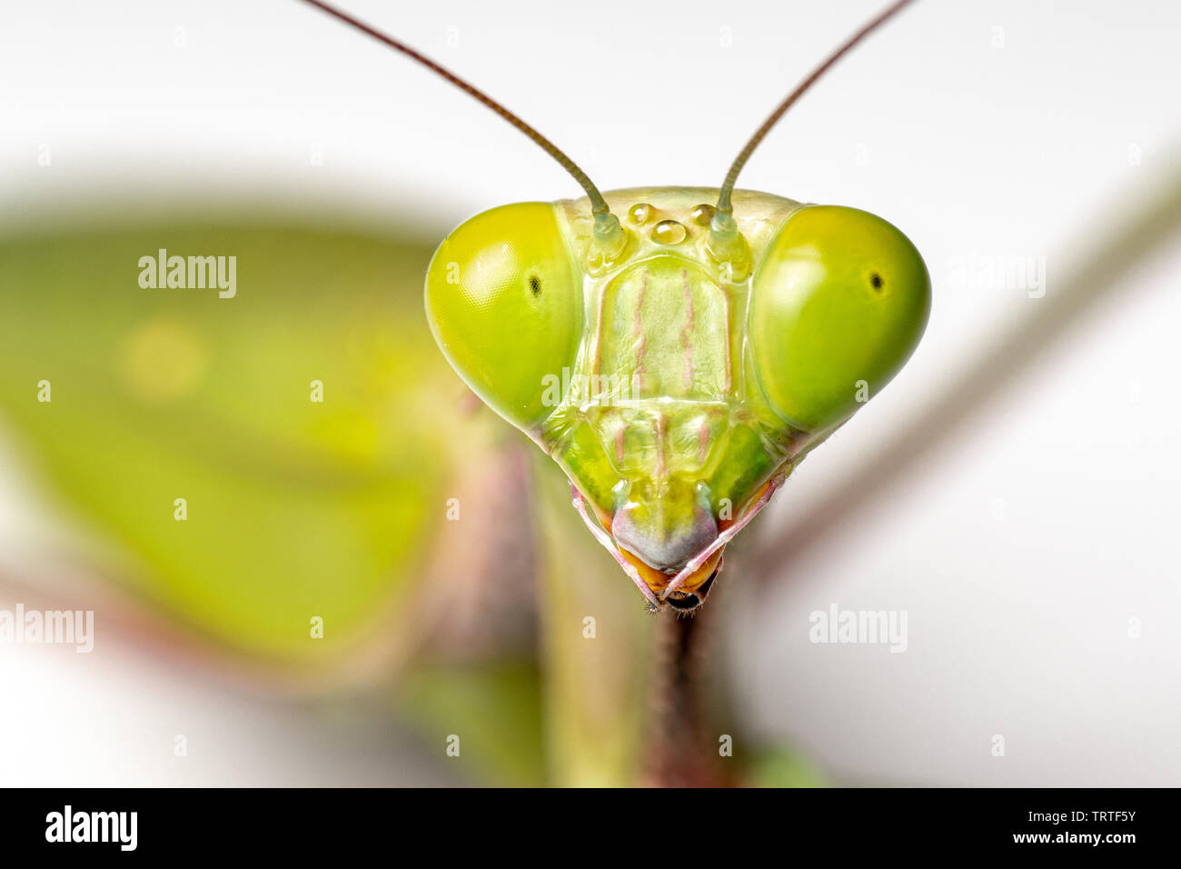 Close face portrait of the Giant rainforest mantis (Hierodula majuscula ...