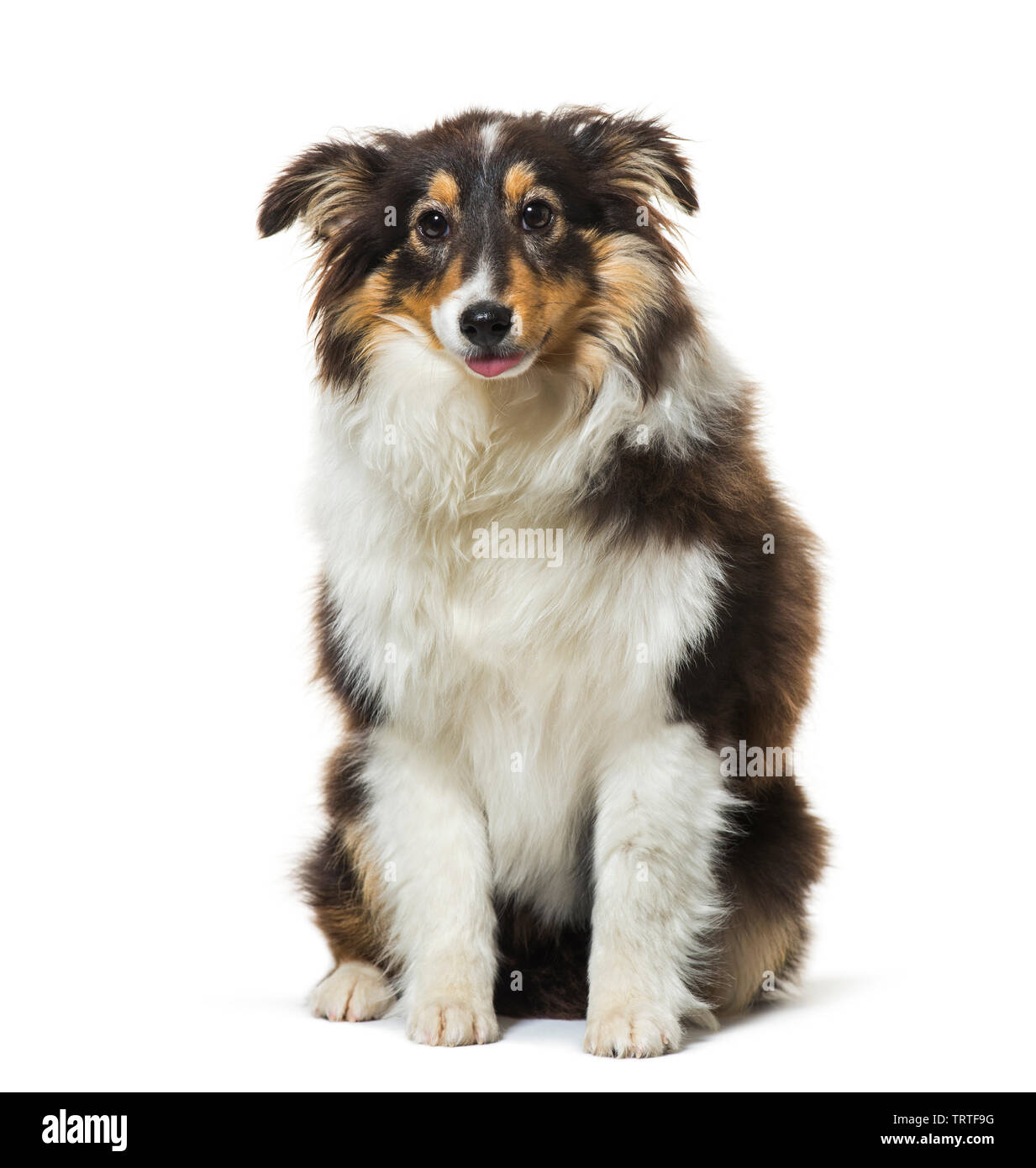 dog sitting against white background Stock Photo - Alamy