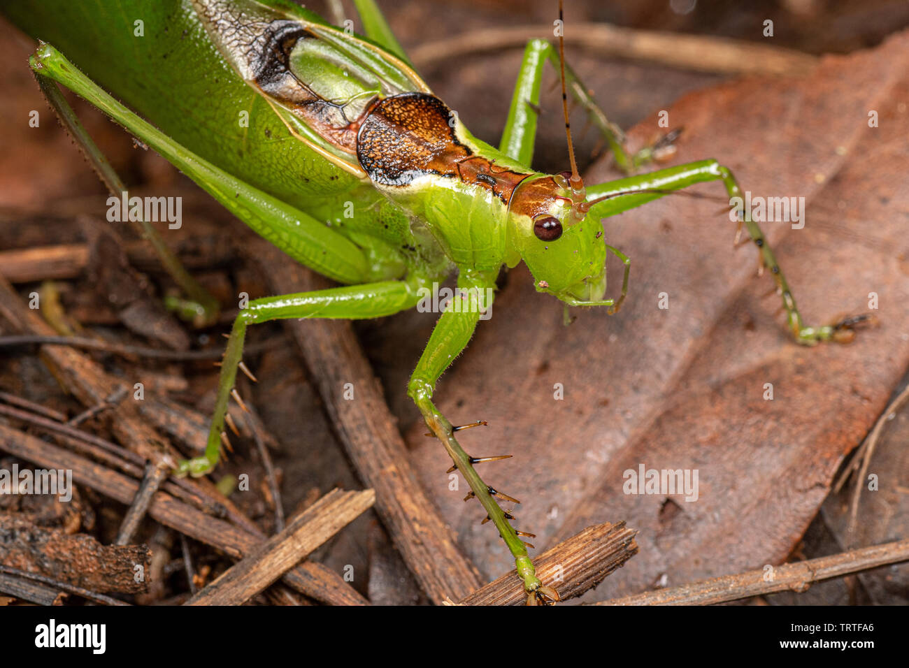 Predatious katydid (Orthoptera) foraging in tropical rainforest Stock ...