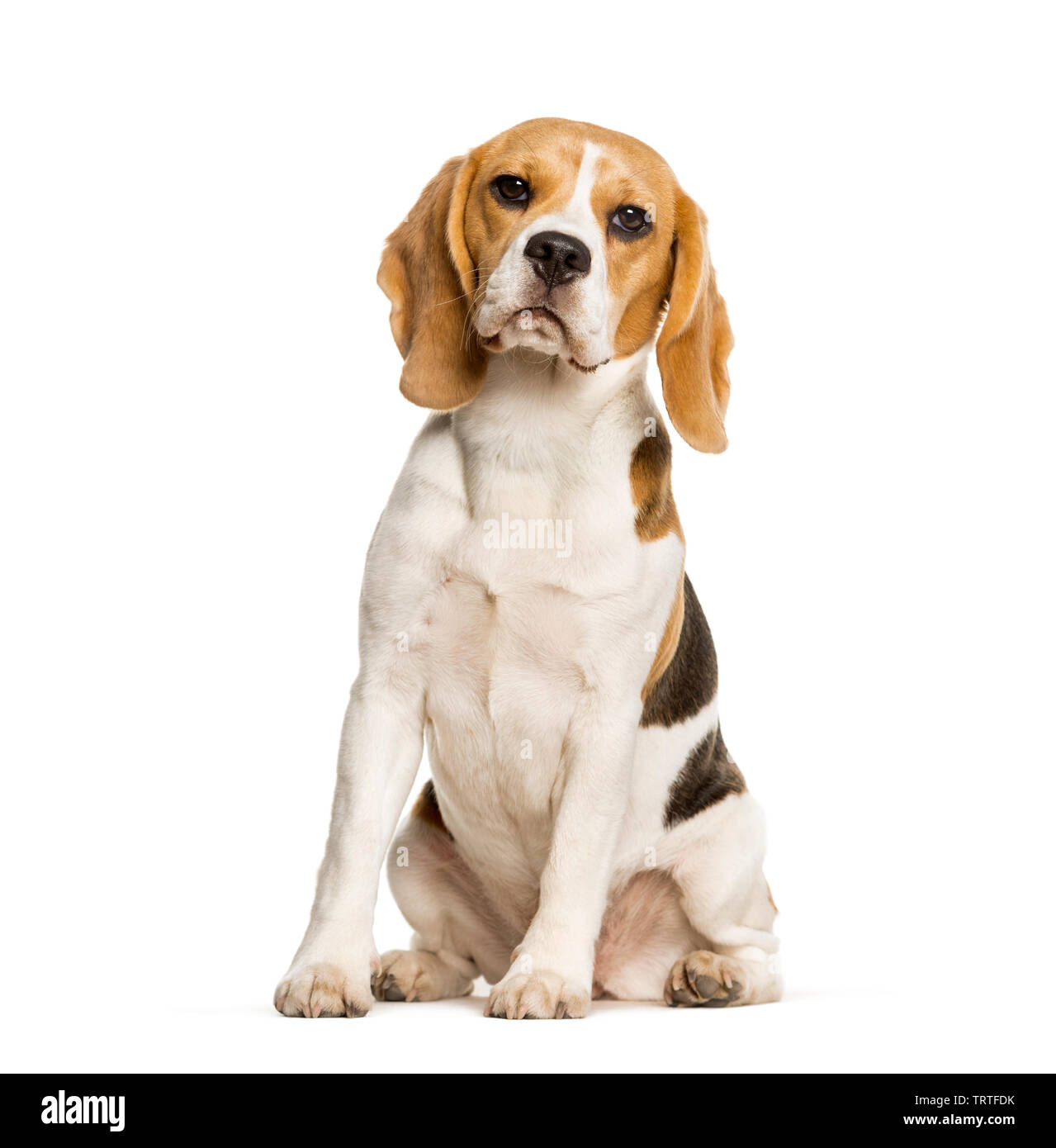 Beagles dog sitting against white background Stock Photo - Alamy