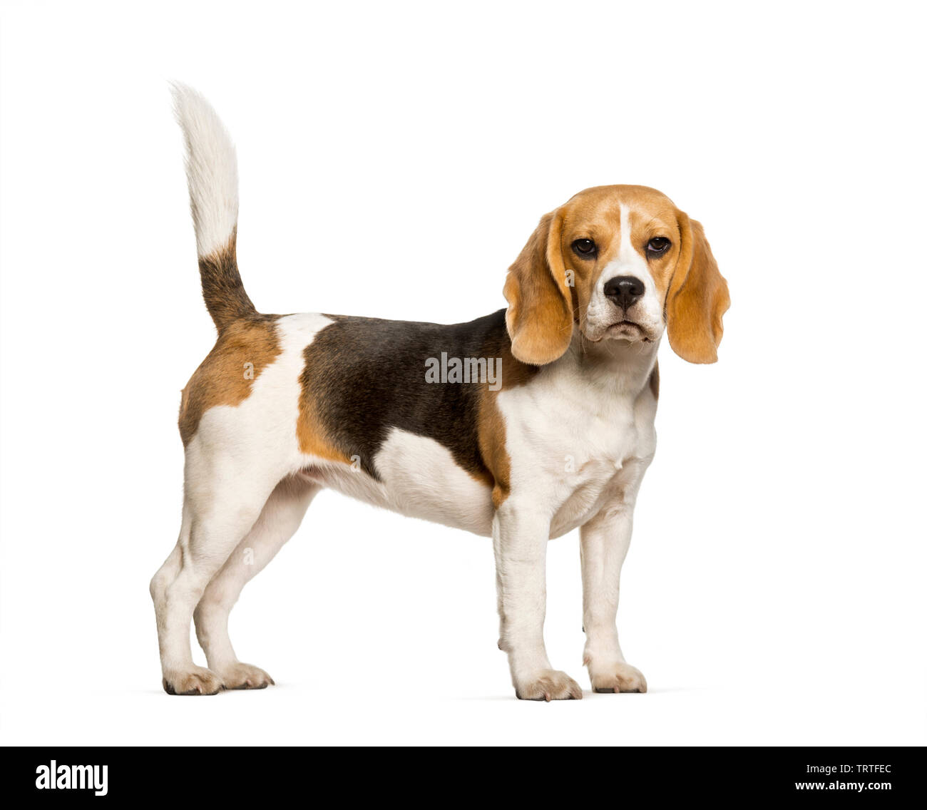 Beagles dog standing against white background Stock Photo - Alamy