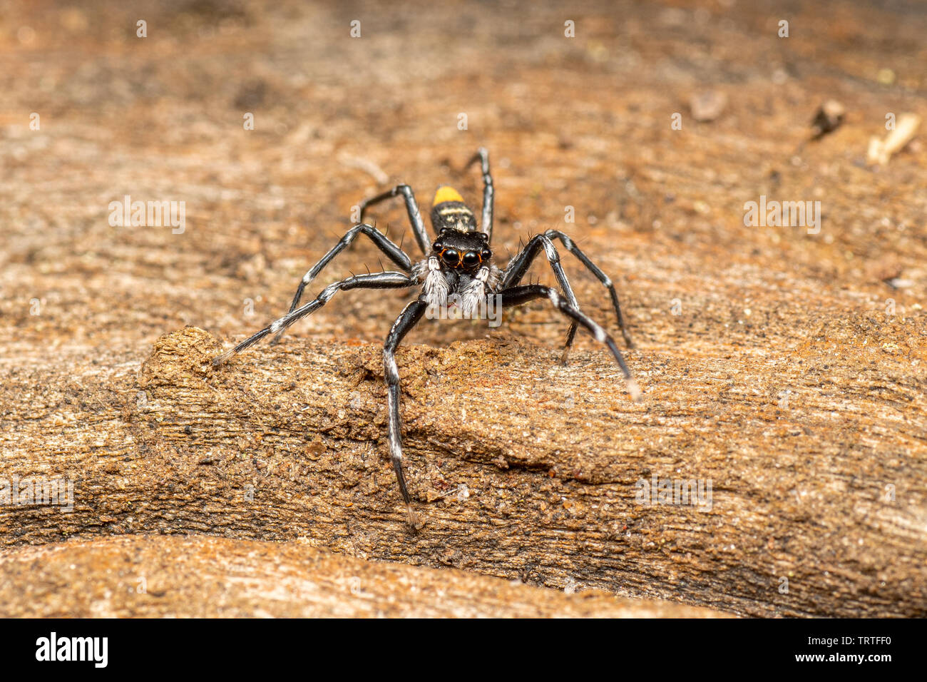Astia hariola, the gypsy jumping spider, foraging on dead timber Stock ...