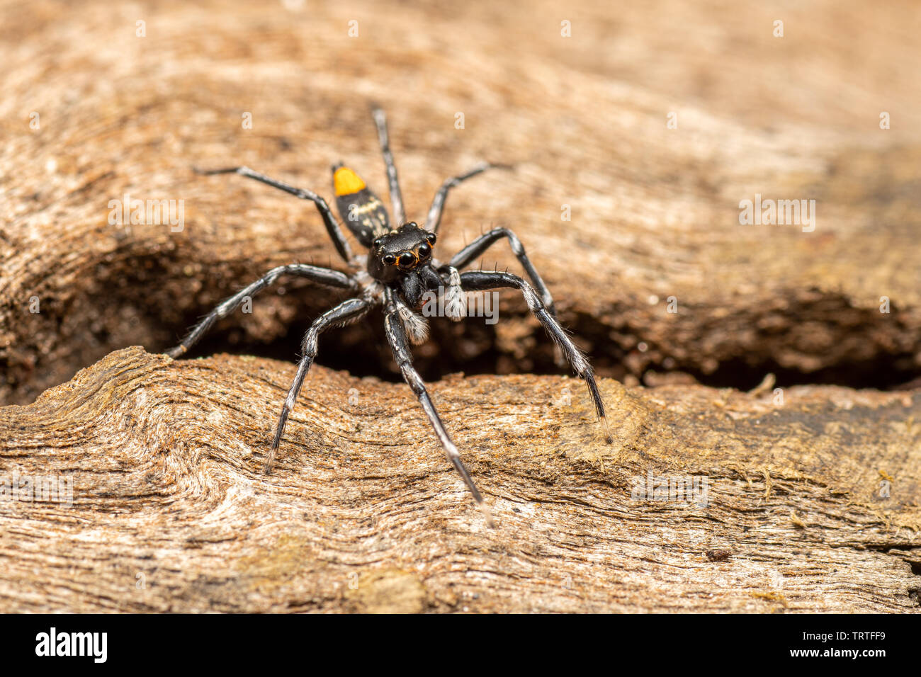 Astia hariola, the gypsy jumping spider, foraging on dead timber Stock ...