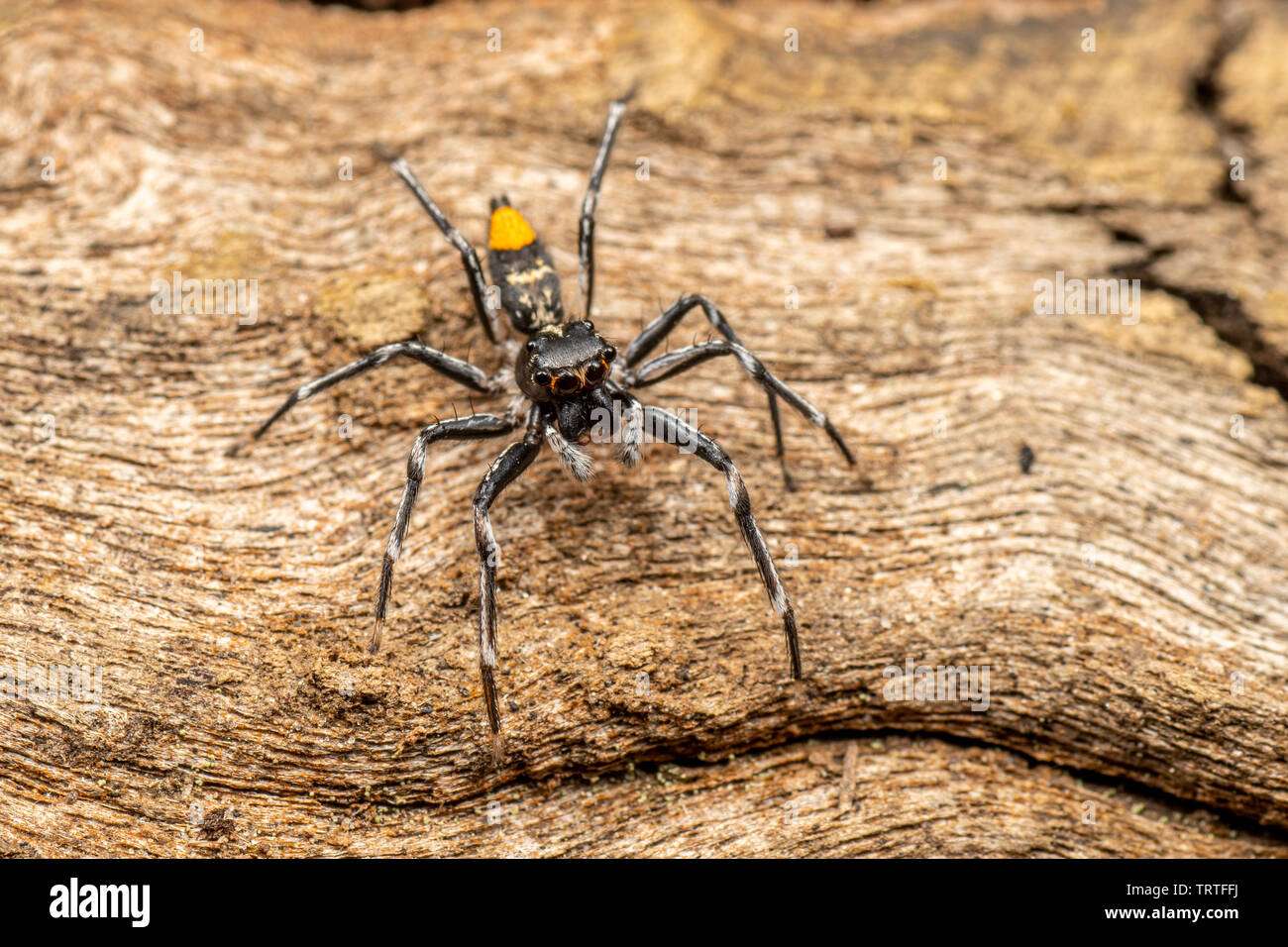 Astia hariola, the gypsy jumping spider, foraging on dead timber Stock ...