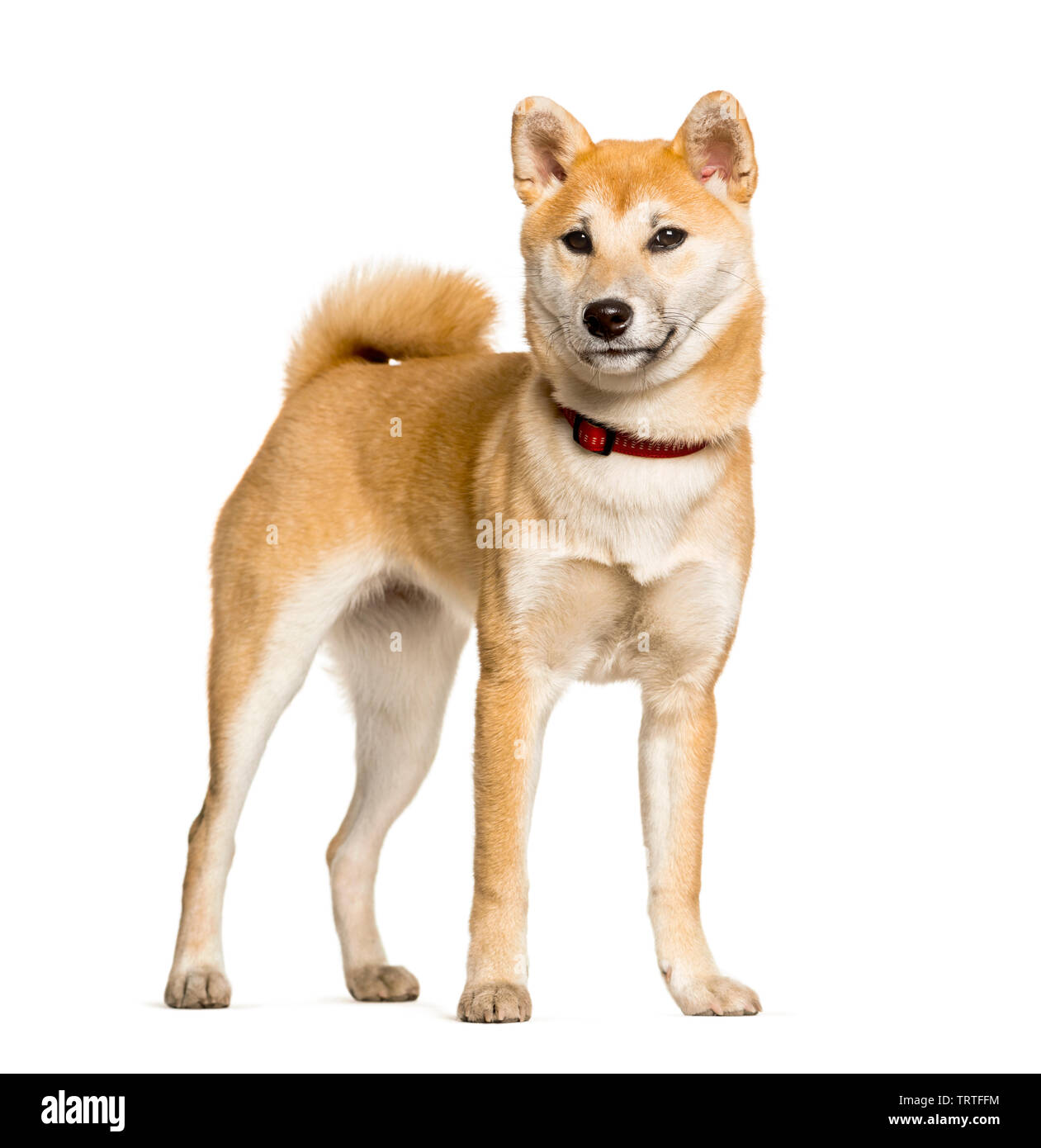 Shiba Inu standing against white background Stock Photo - Alamy