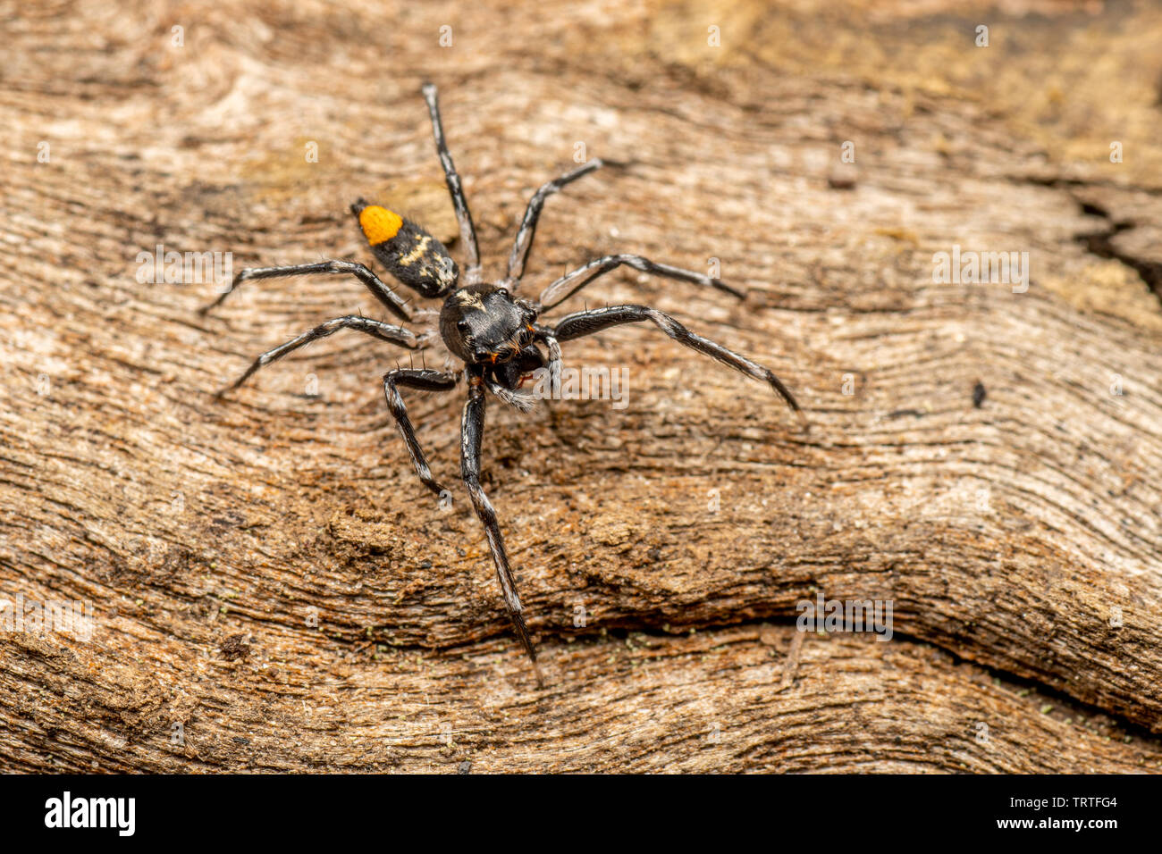 Astia hariola, the gypsy jumping spider, foraging on dead timber Stock ...