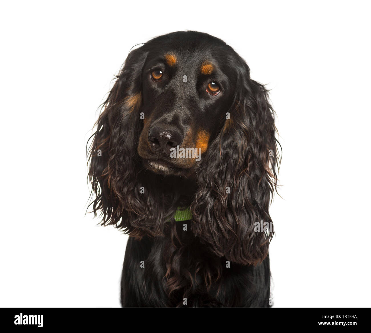 English Cocker Spaniel dog looking at camera against white background ...