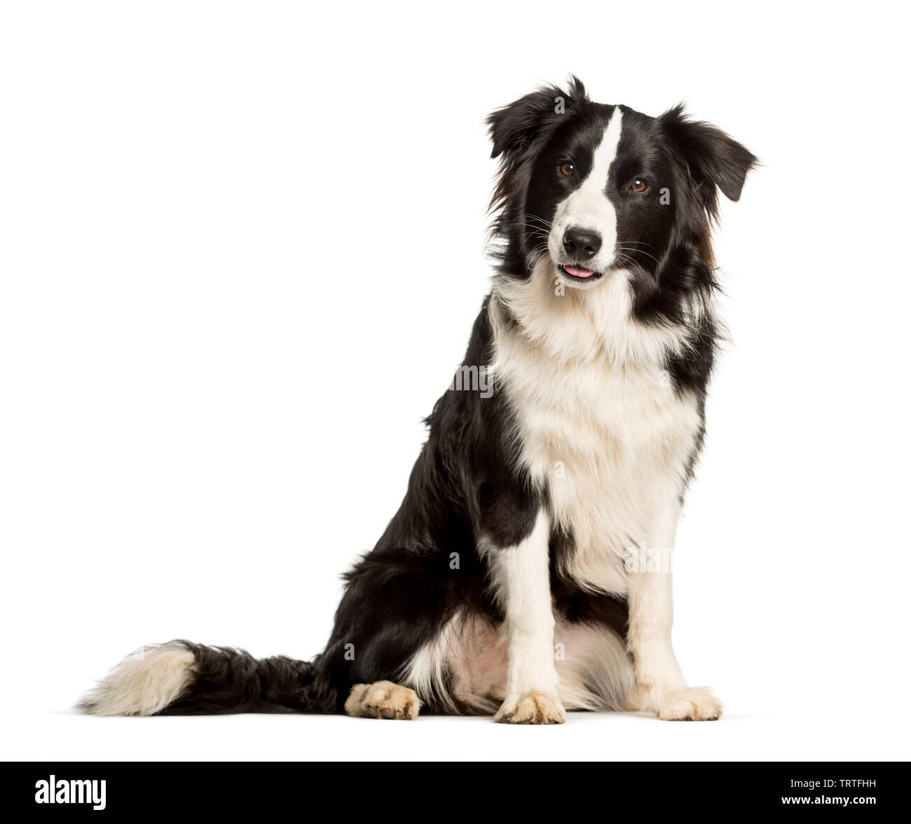 border collie dog sitting against white background Stock Photo - Alamy
