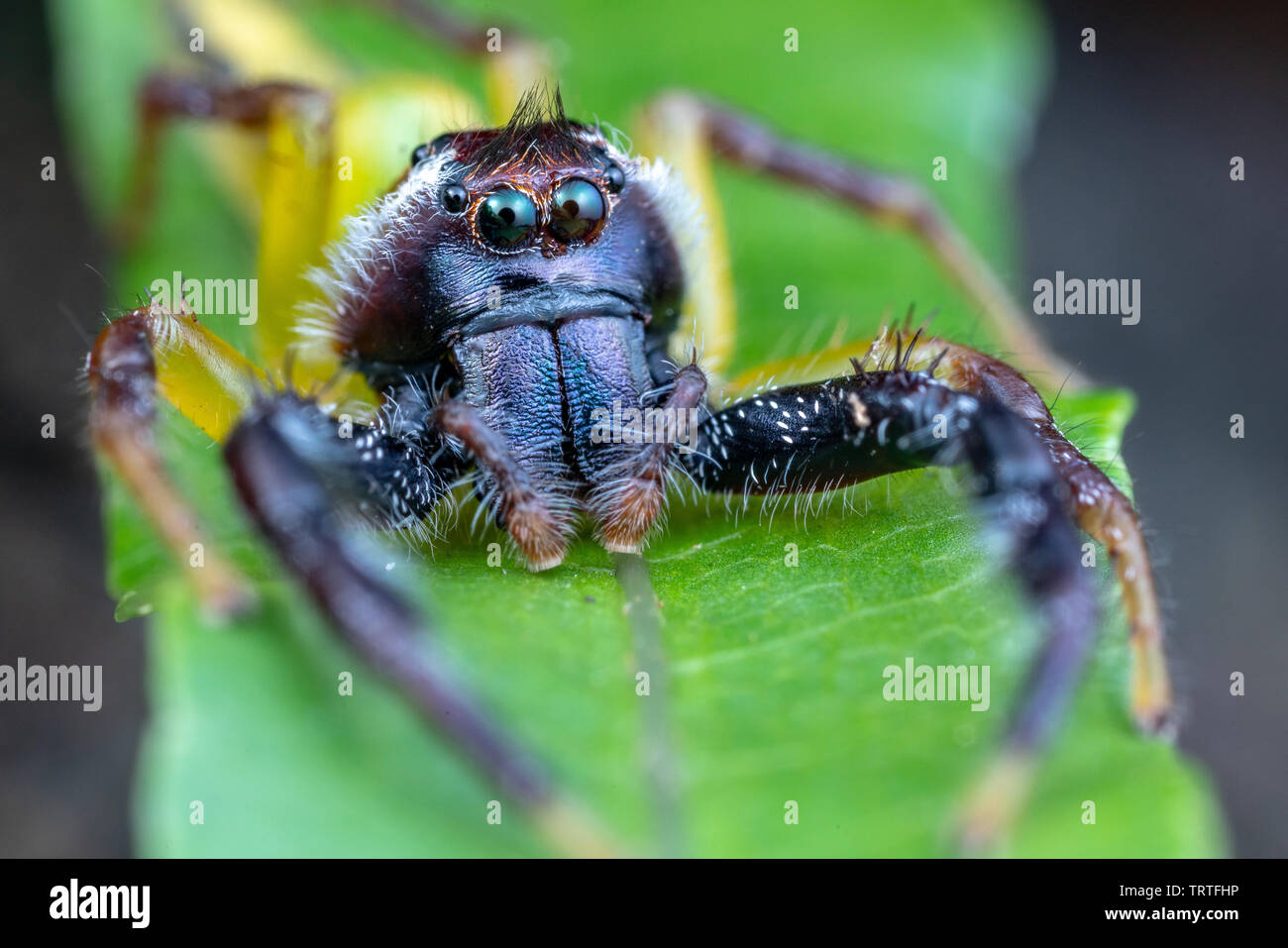 Male Mopsus mormon, the giant green jumping spider, portrait showing ...