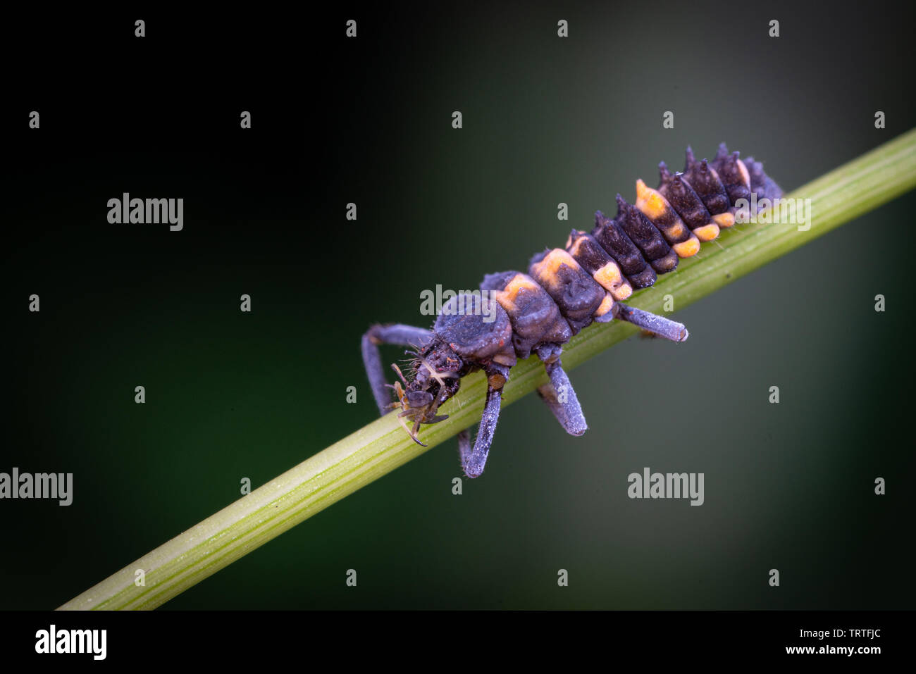 Ladybird beetle larvae, coleoptera, hunting on a blade of grass Stock ...
