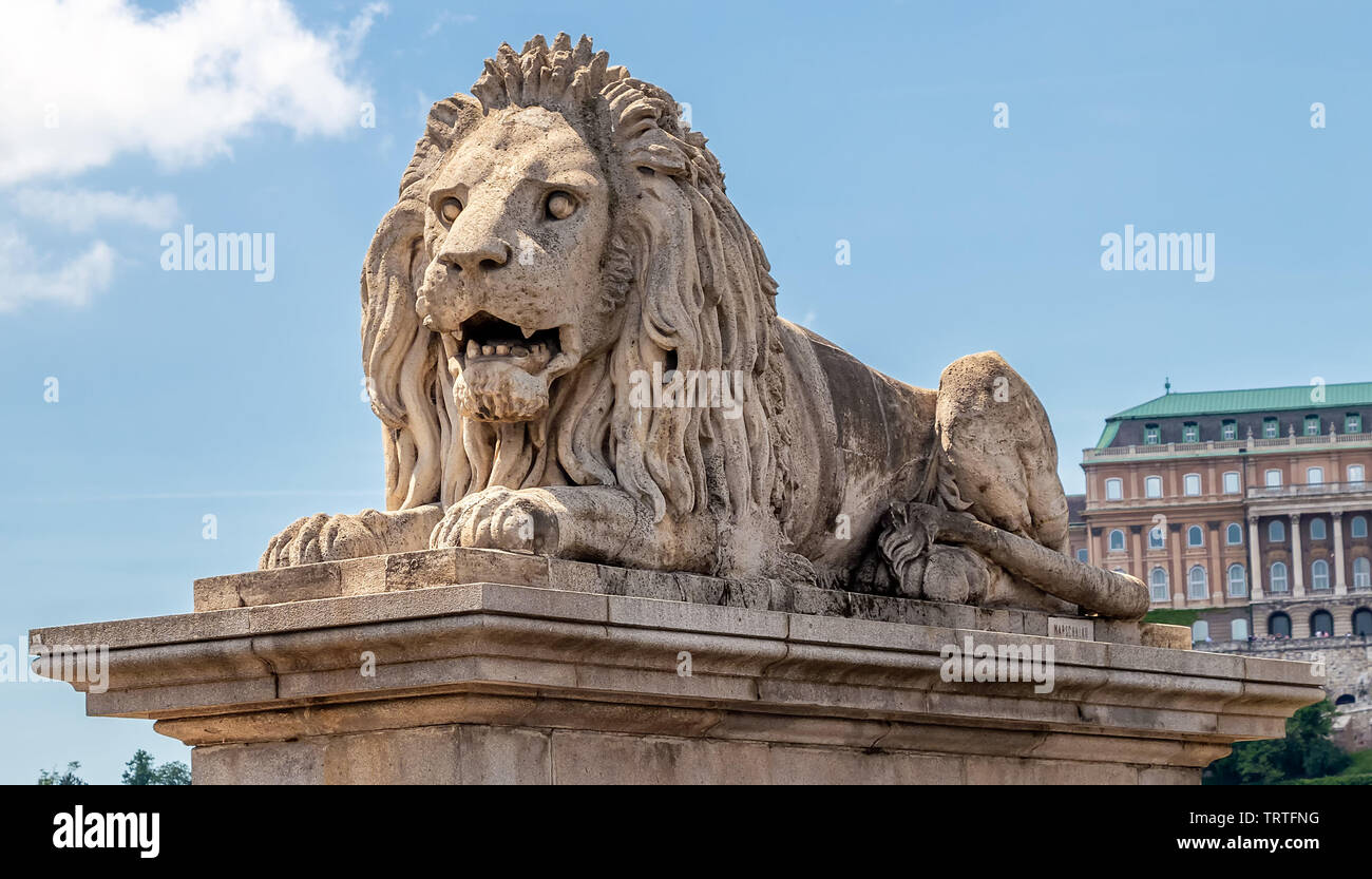 Lion on Chain Bridge on the Danube River in Budapest, Hungary Stock ...