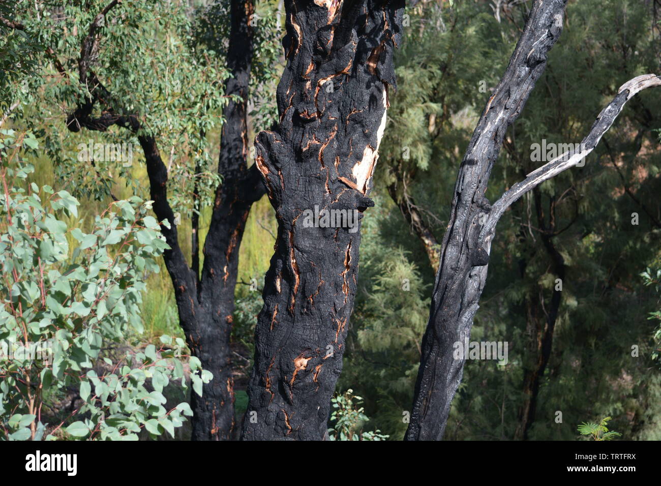 Blackened tree after fire Stock Photo - Alamy