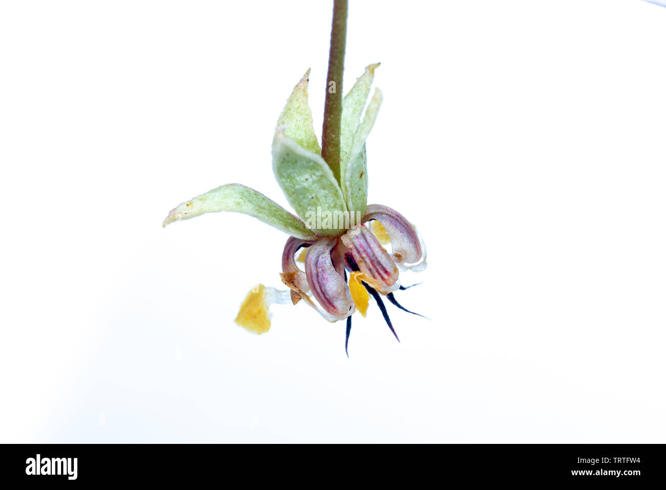 SIngle isolated flower of the chocolate plant/tree, Theobroma cacao ...