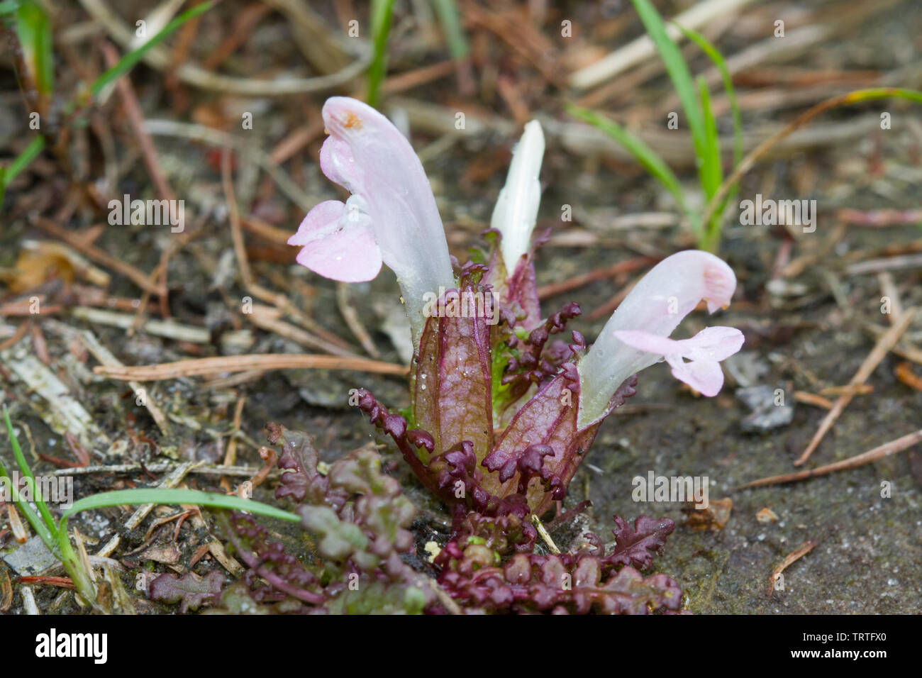 Slightly pink colored flowers of Common Lousewort Stock Photo - Alamy