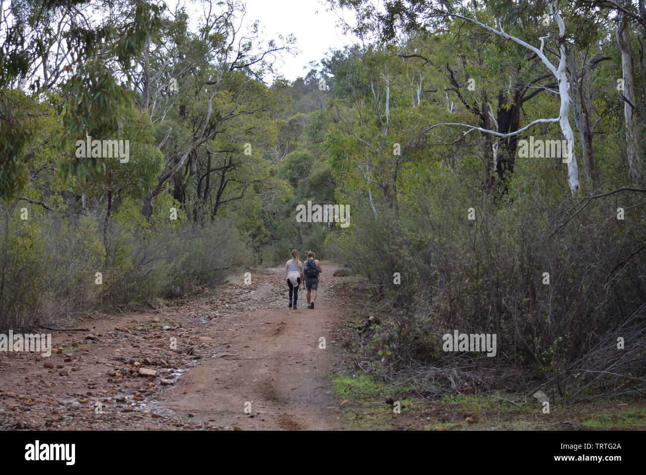 healthy hiking in the bush Stock Photo - Alamy