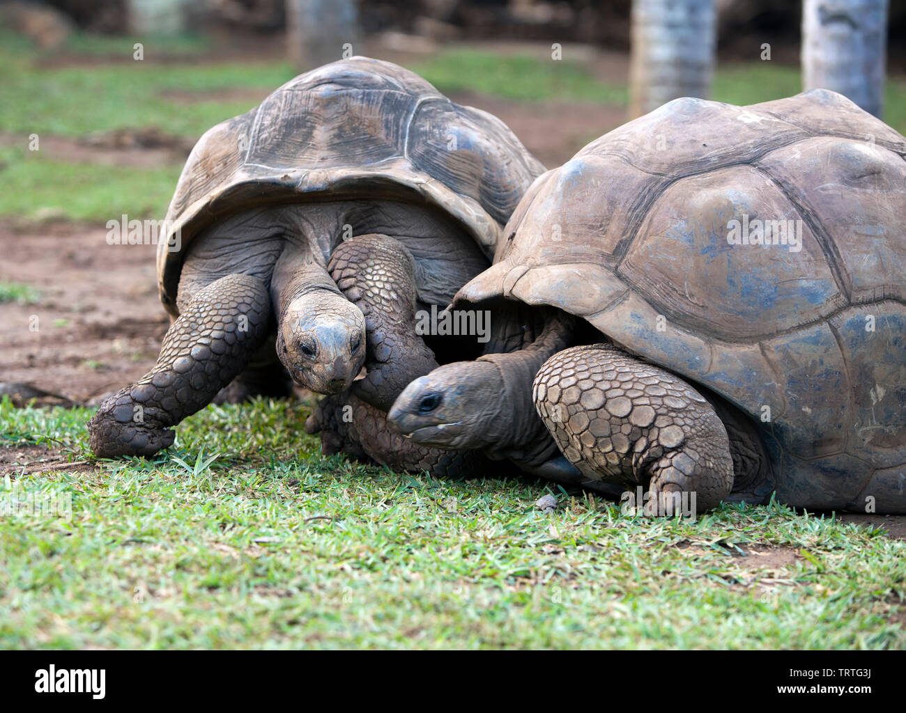 Huge big turtles hi-res stock photography and images - Alamy