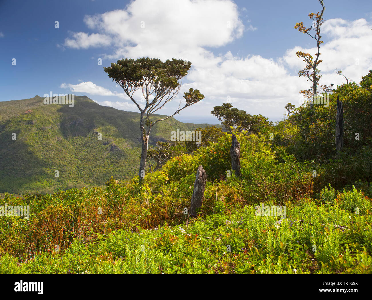 Nature of Mauritius. Wood and mountains Stock Photo - Alamy